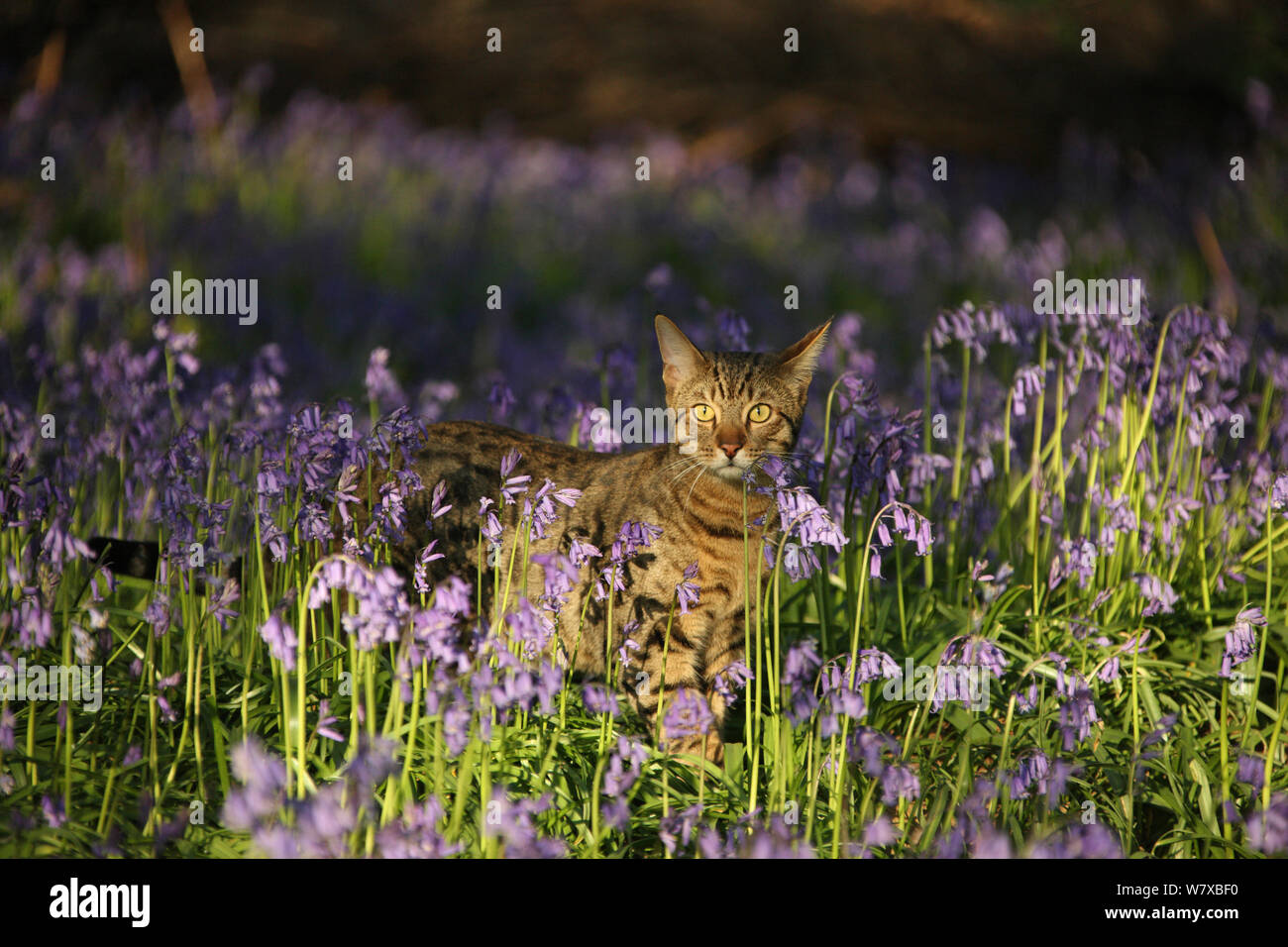 Bengal cat prowling through bluebells Stock Photo - Alamy