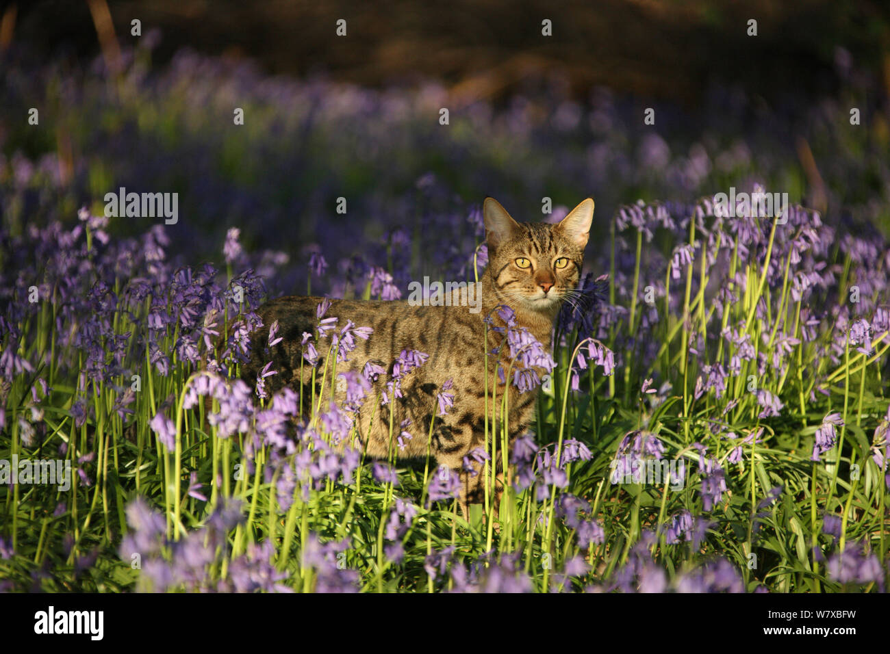 Bengal cat prowling through bluebells Stock Photo - Alamy
