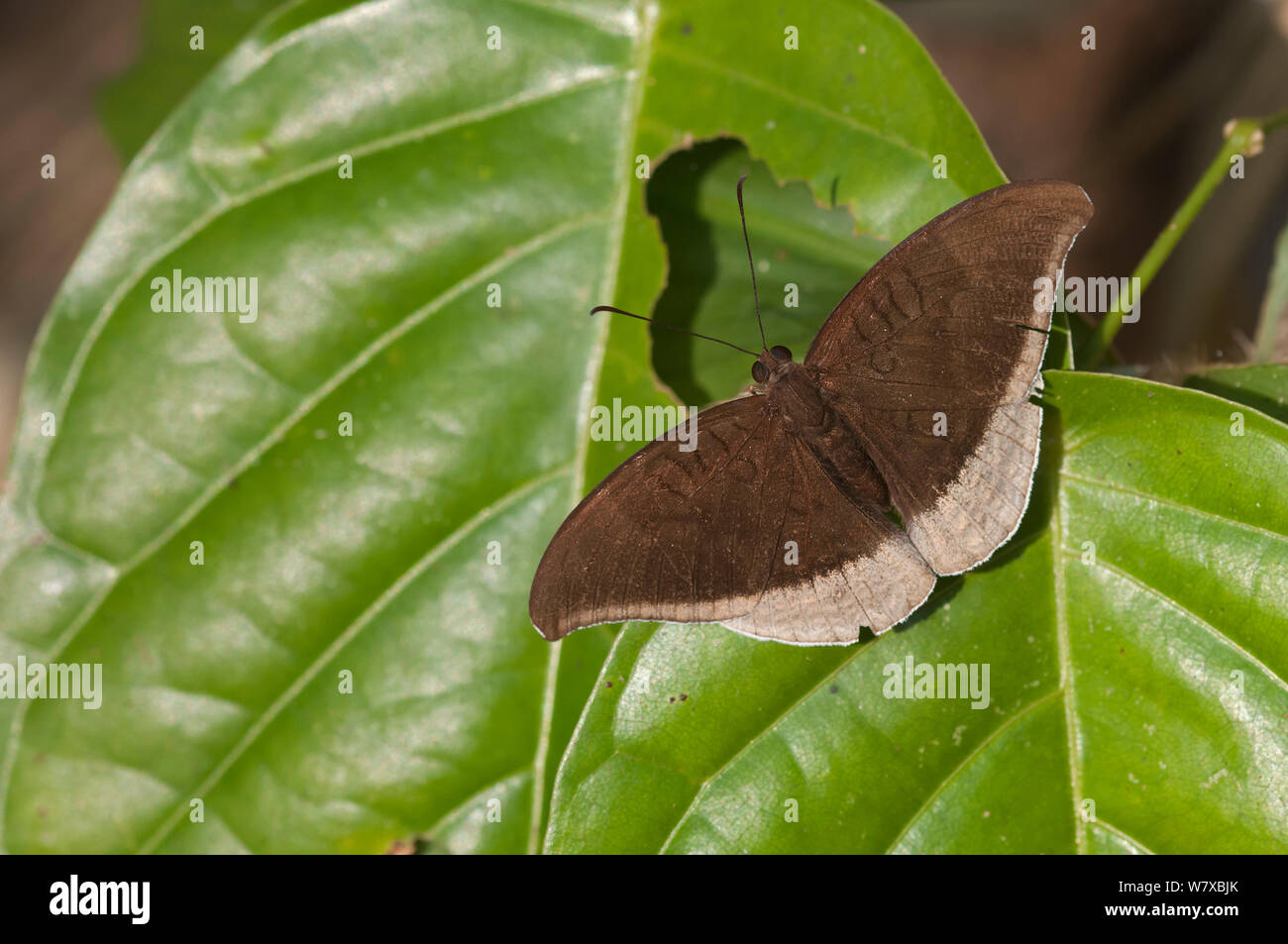 Grey count butterfly hi-res stock photography and images - Alamy