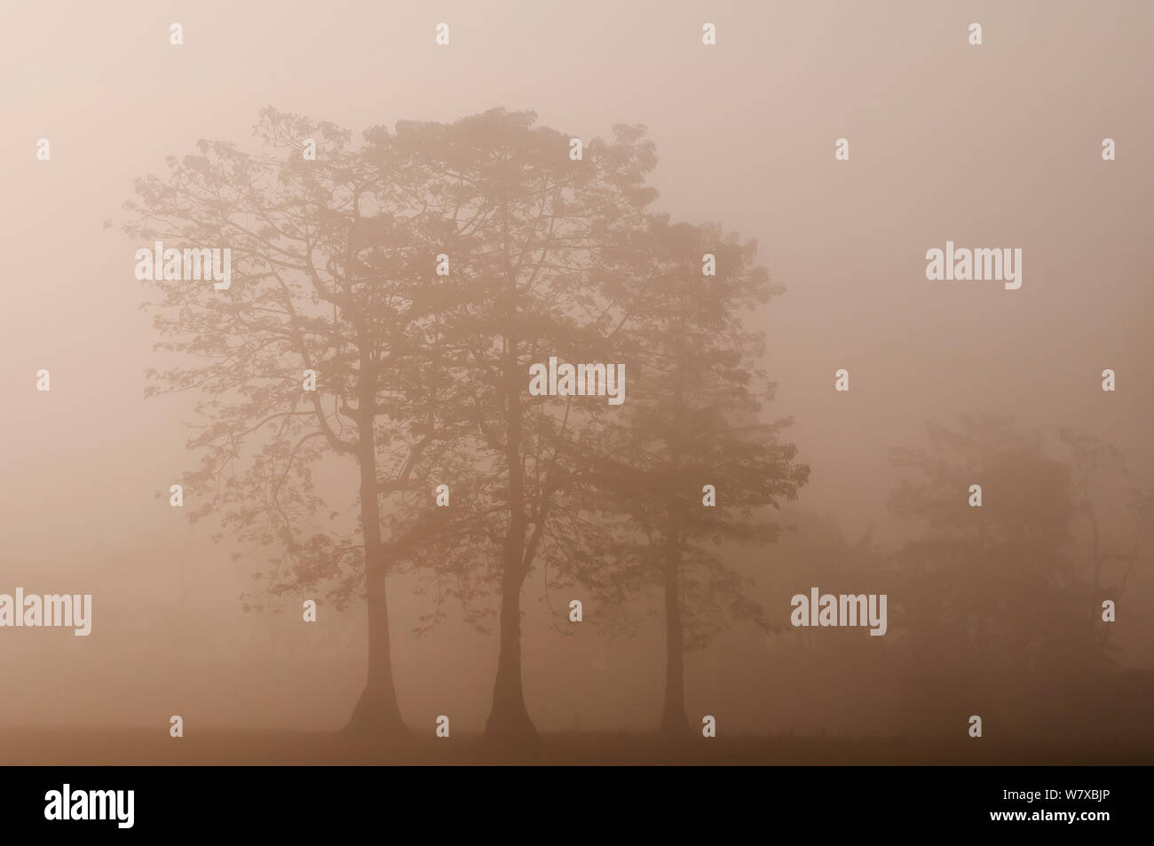 Trees in fog, Kaziranga National Park, Assam, India. January 2014 Stock ...