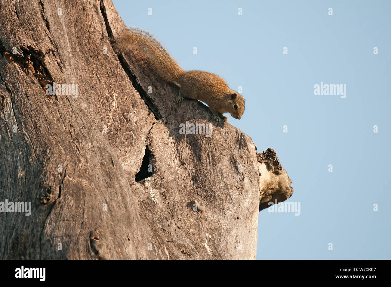 Orange-bellied Himalayan squirrel (Dremomys lokriah), Kaziranga ...