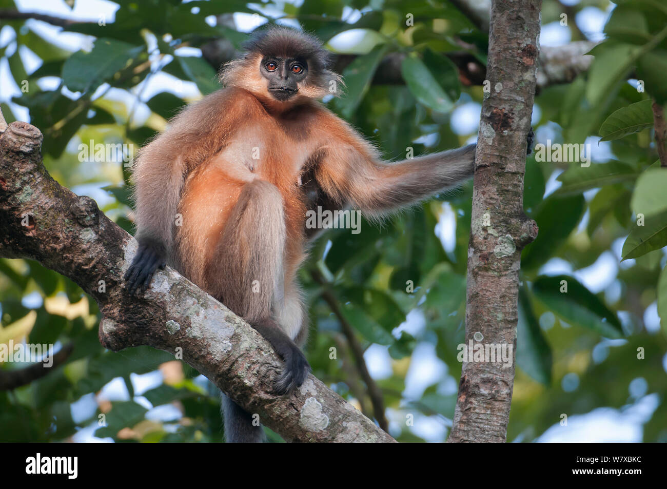 Bonneted langur trachypithecus pileatus hi-res stock photography and ...