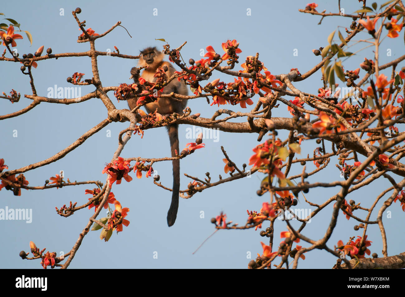 Flowering tree red hi-res stock photography and images - Alamy