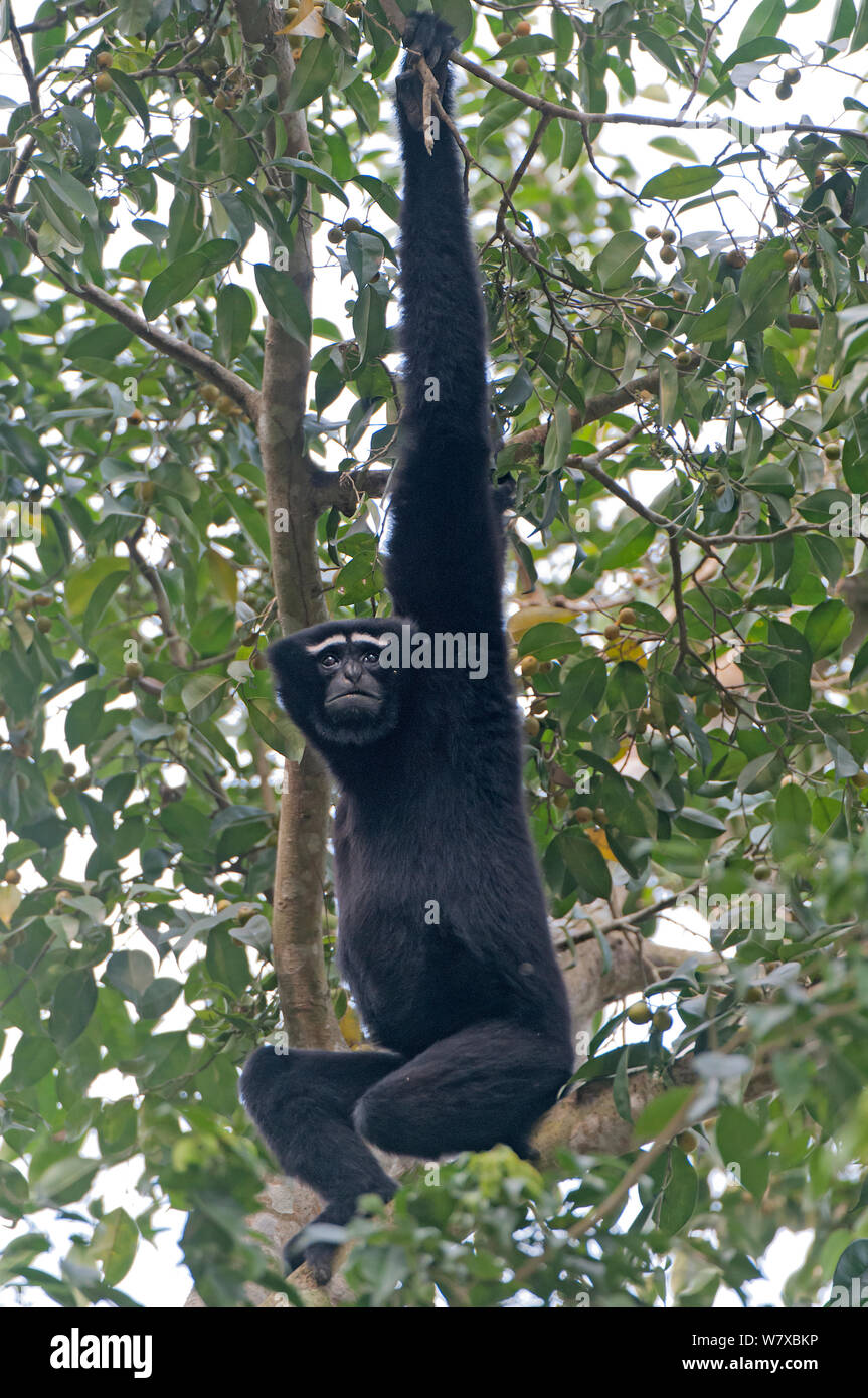 Hoolock gibbon hi-res stock photography and images - Alamy