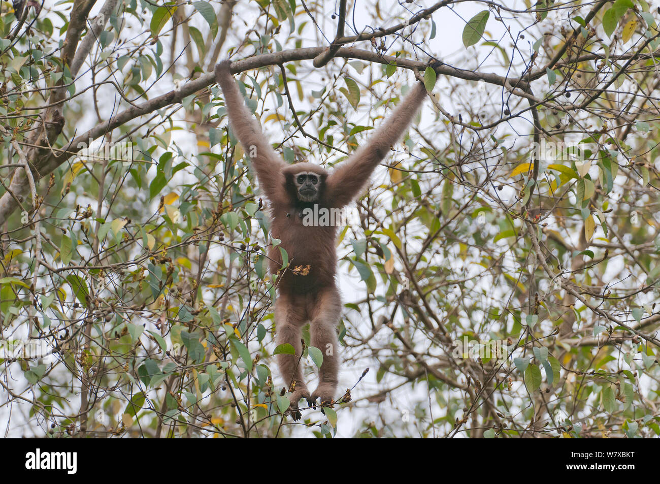 Hoolock gibbon hi-res stock photography and images - Alamy
