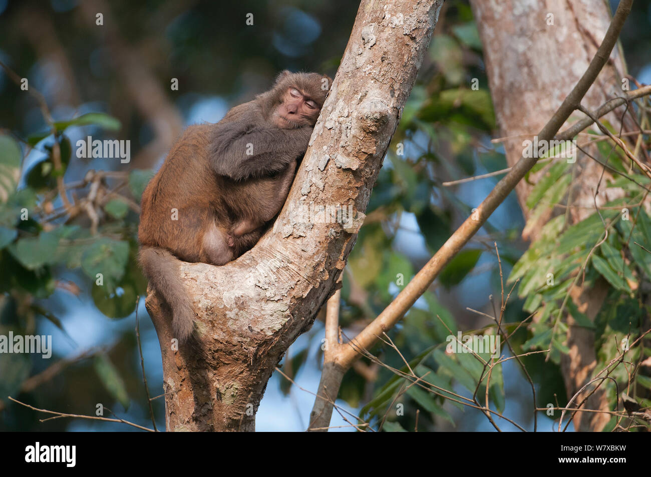 Rhesus macaque (Macaca mulatta) sleeping in tree, Assam, India Stock ...