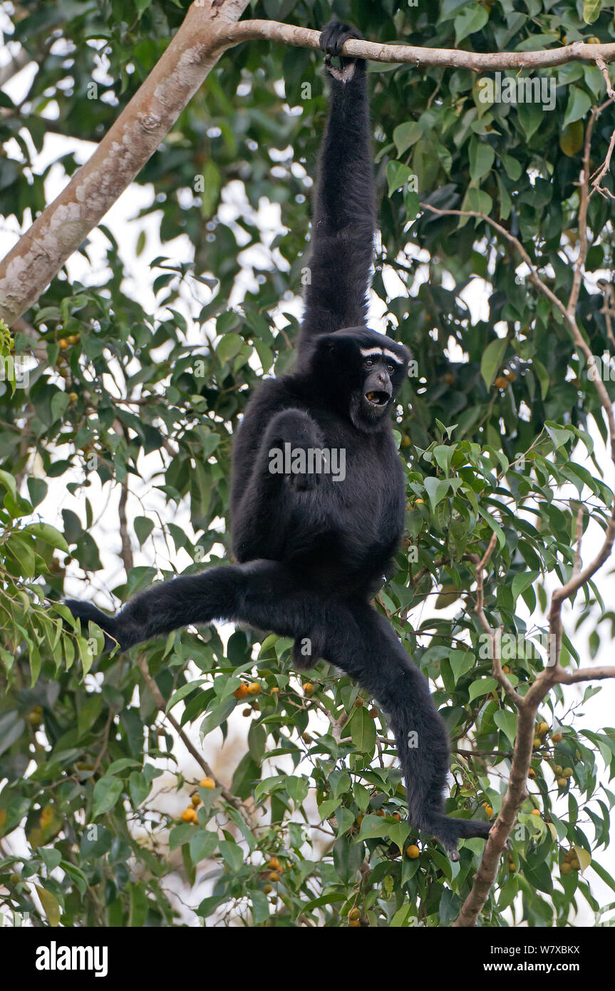 Hoolock gibbon hi-res stock photography and images - Alamy