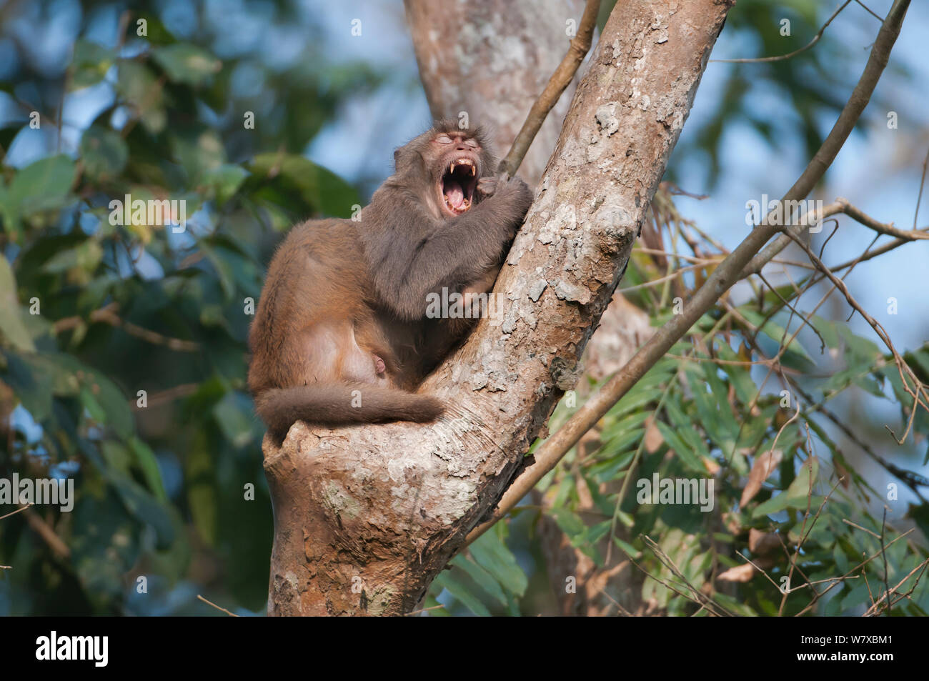 India Macaca Mulatta Primate Old World Rhesus Monkey Macaque High Resolution Stock Photography ...