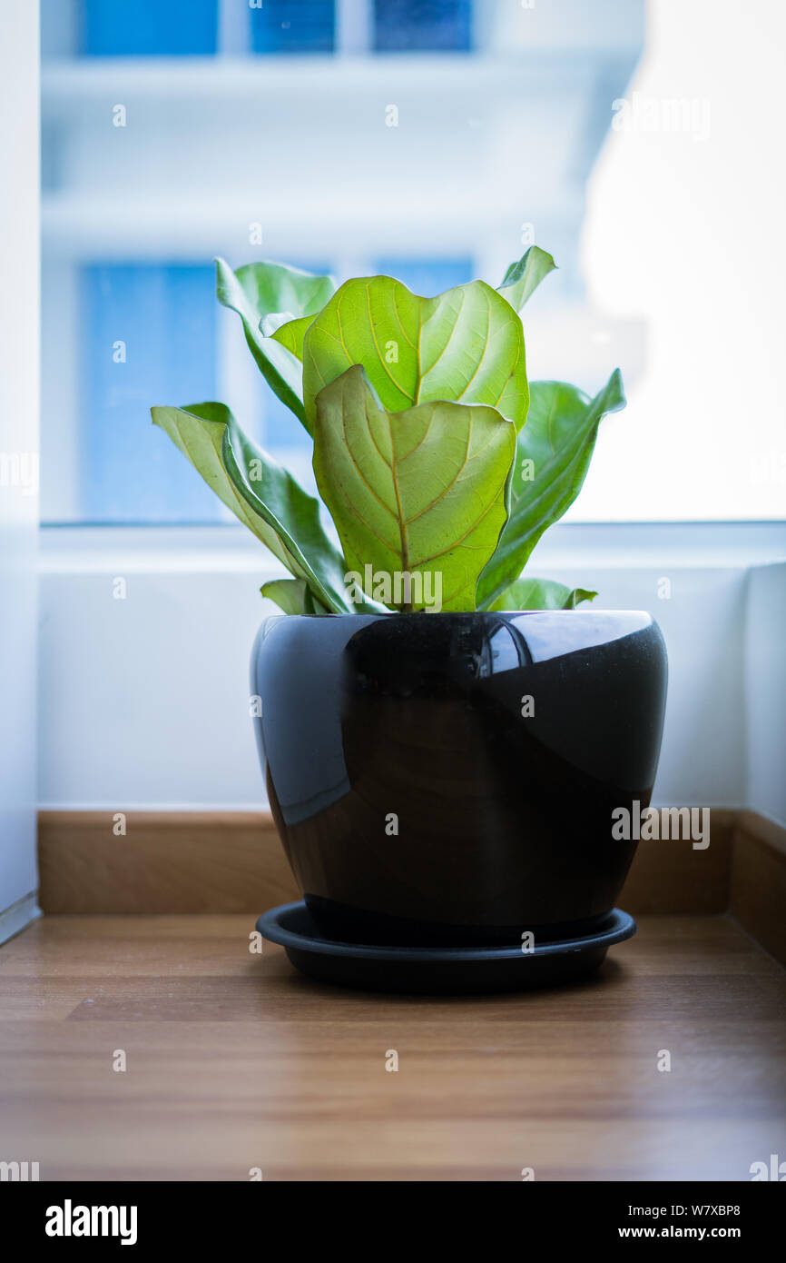 Ficus lyrata in pot hi-res stock photography and images - Alamy