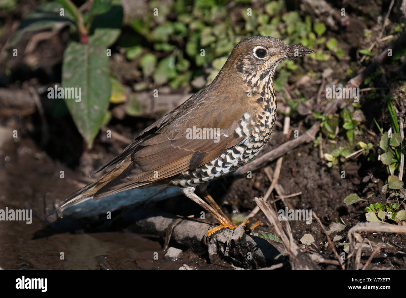 Asian thrush hi-res stock photography and images - Alamy