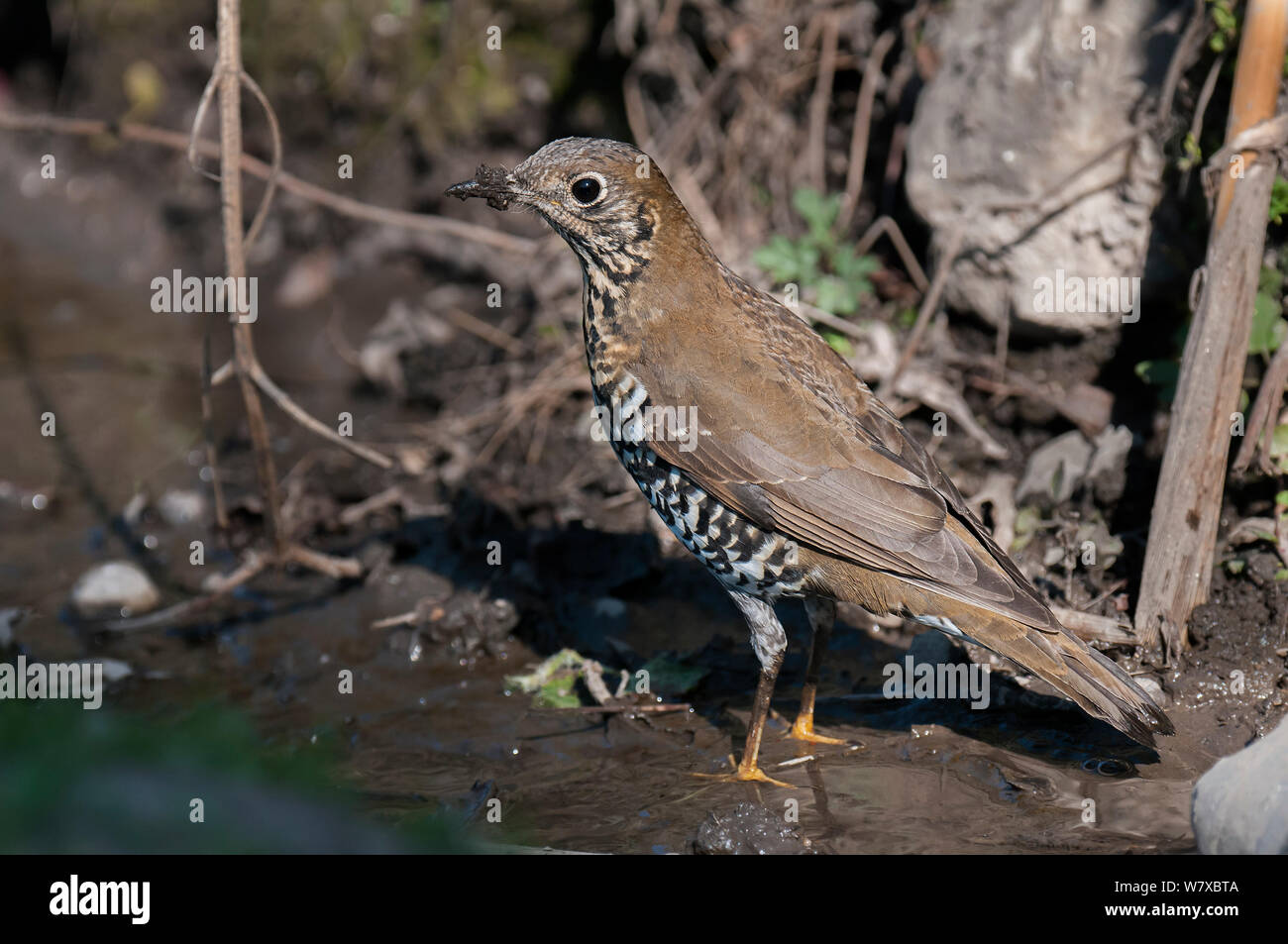 Asian thrush hi-res stock photography and images - Alamy