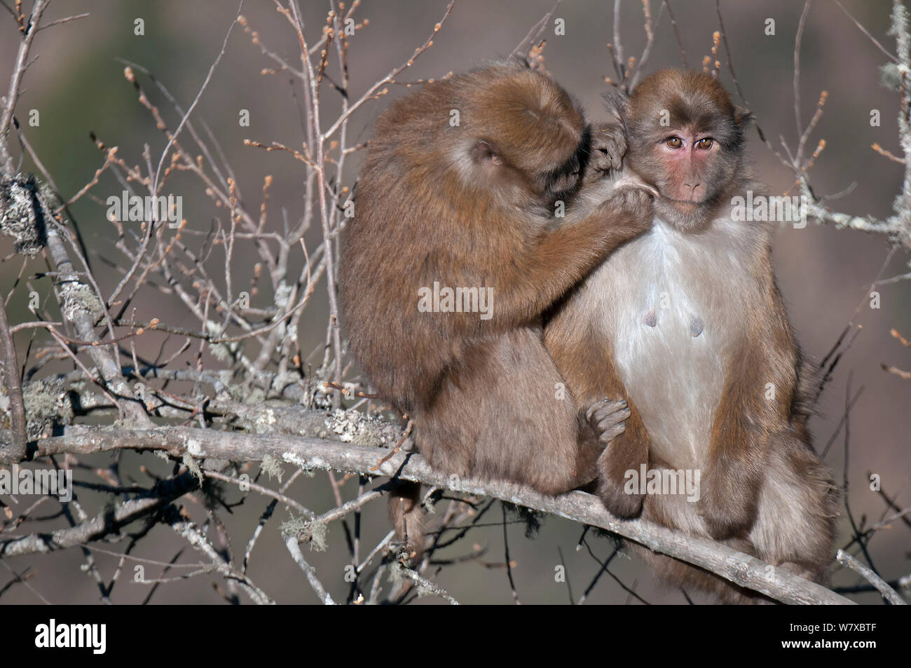 Assamese macaque macaca assamensis sitting hi-res stock photography and ...