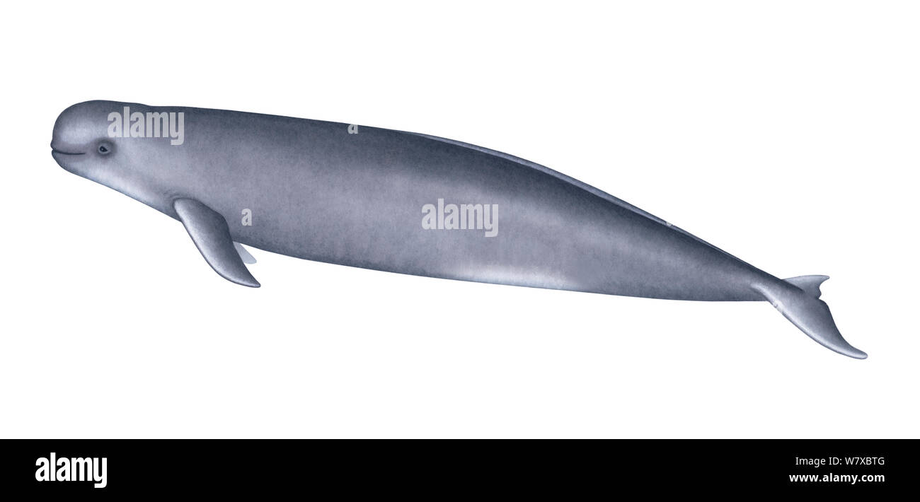 Illustration of a Finless Porpoise (Neophocaena asiaeorientalis Stock ...