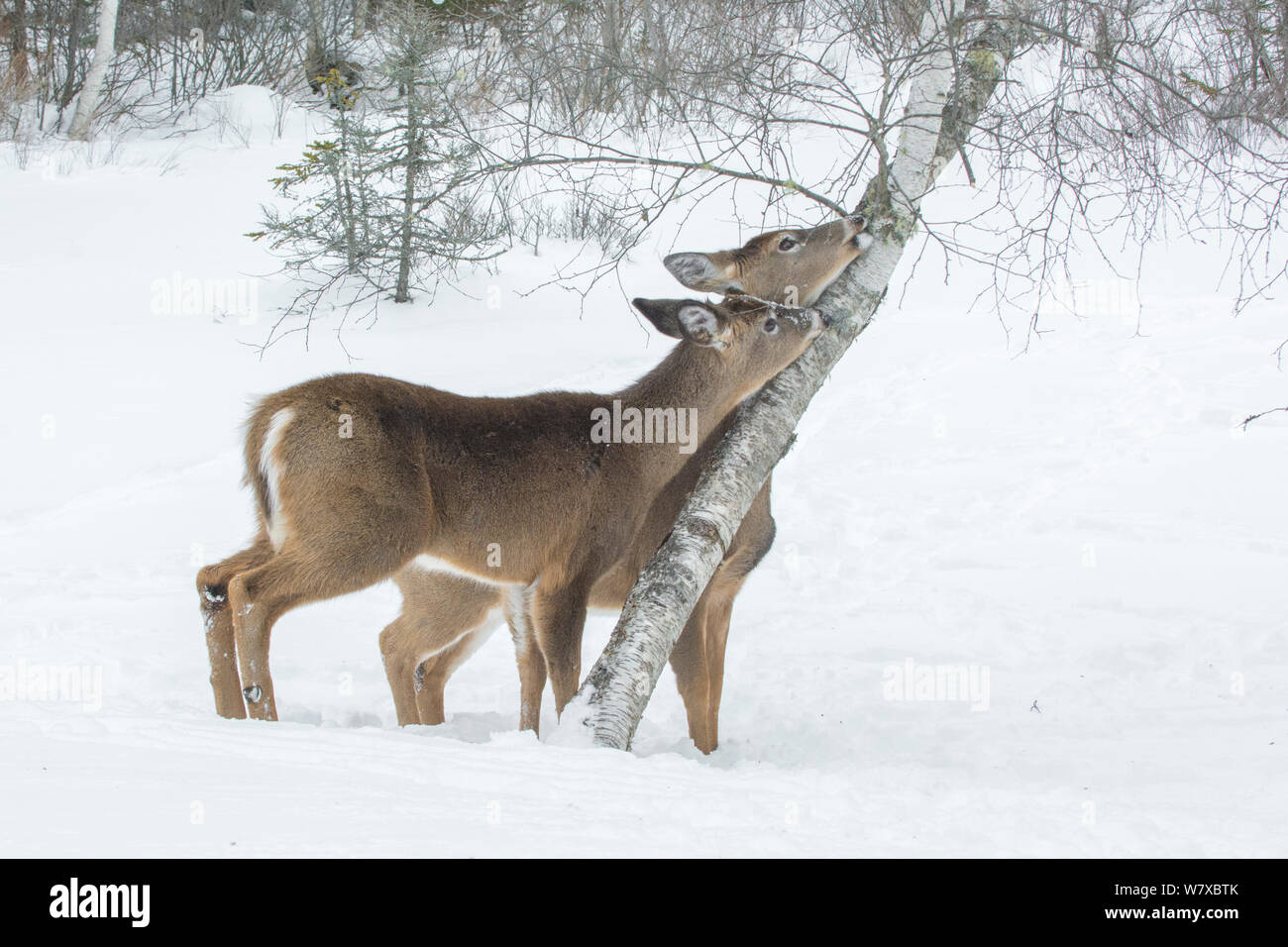 White-tailed deer (Odocoileus virginianus) mother and fawn eating ...