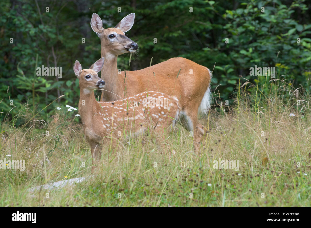 White-tailed deer (Odocoileus virginianus) mother with fawn, Acadia ...