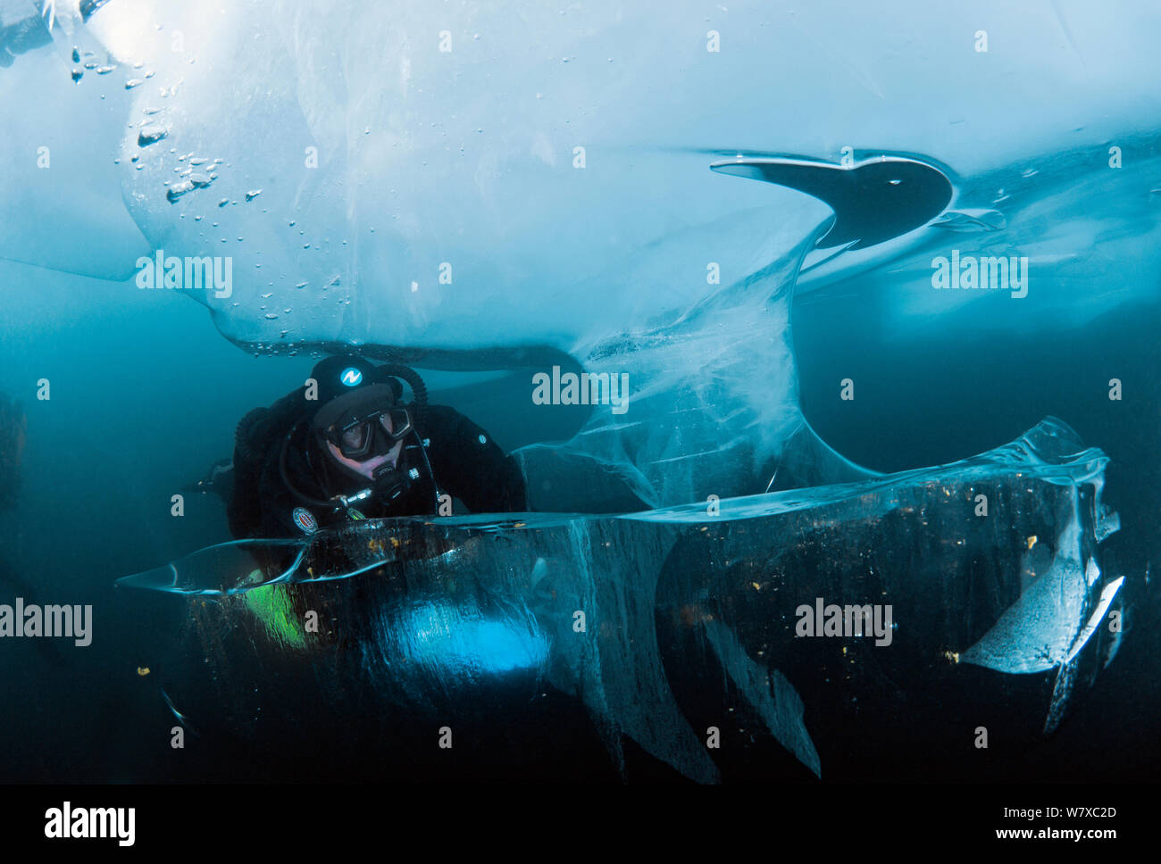 Diver examining partially melted broken ice. Lake Baikal, Russia, March ...