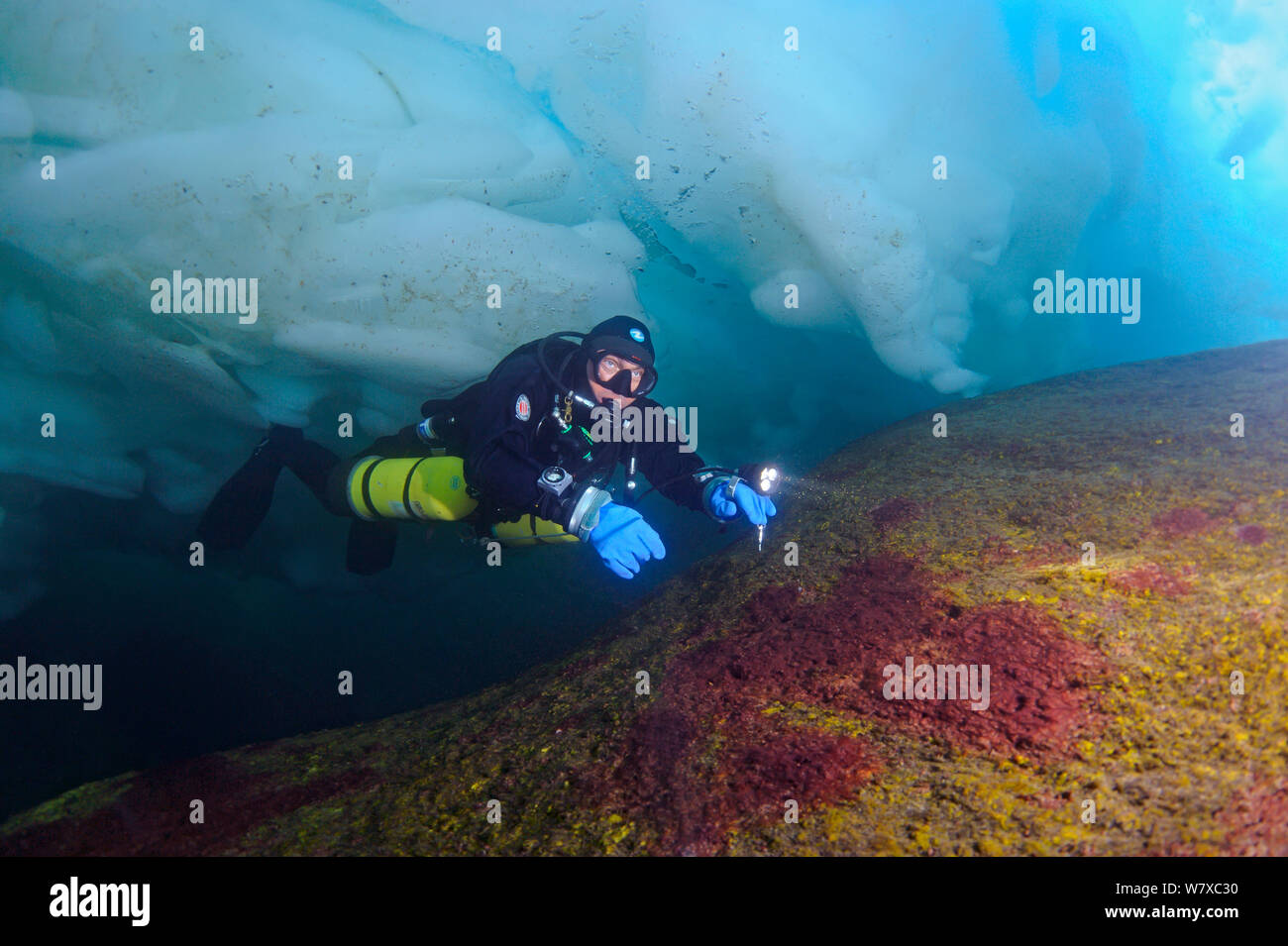 Seals underwater ice hi-res stock photography and images - Alamy