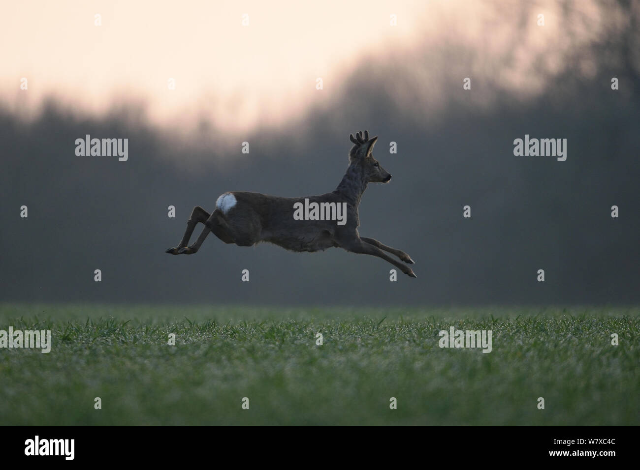 Leaping deer hi-res stock photography and images - Alamy