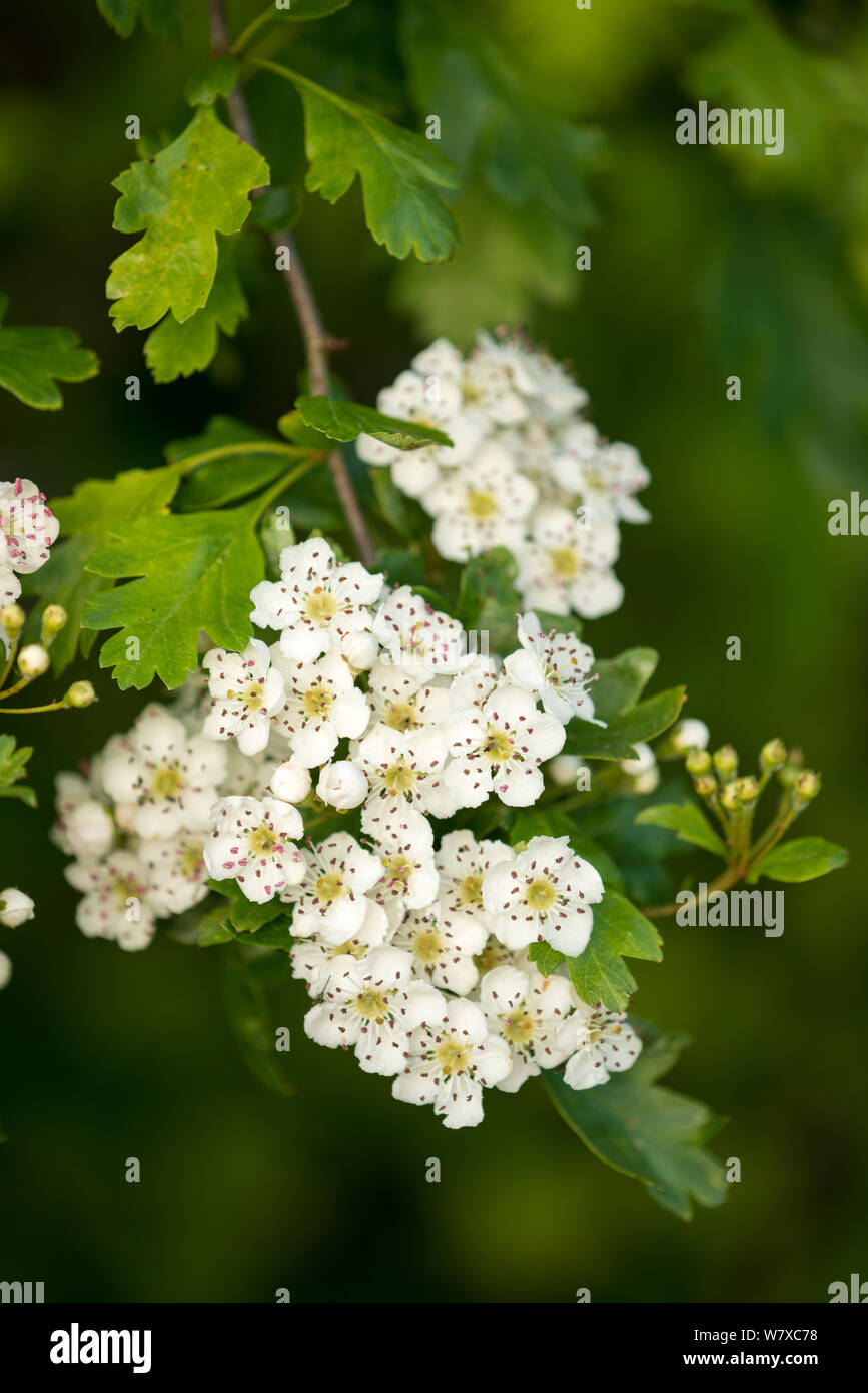 Close up of hawthorn hi-res stock photography and images - Alamy