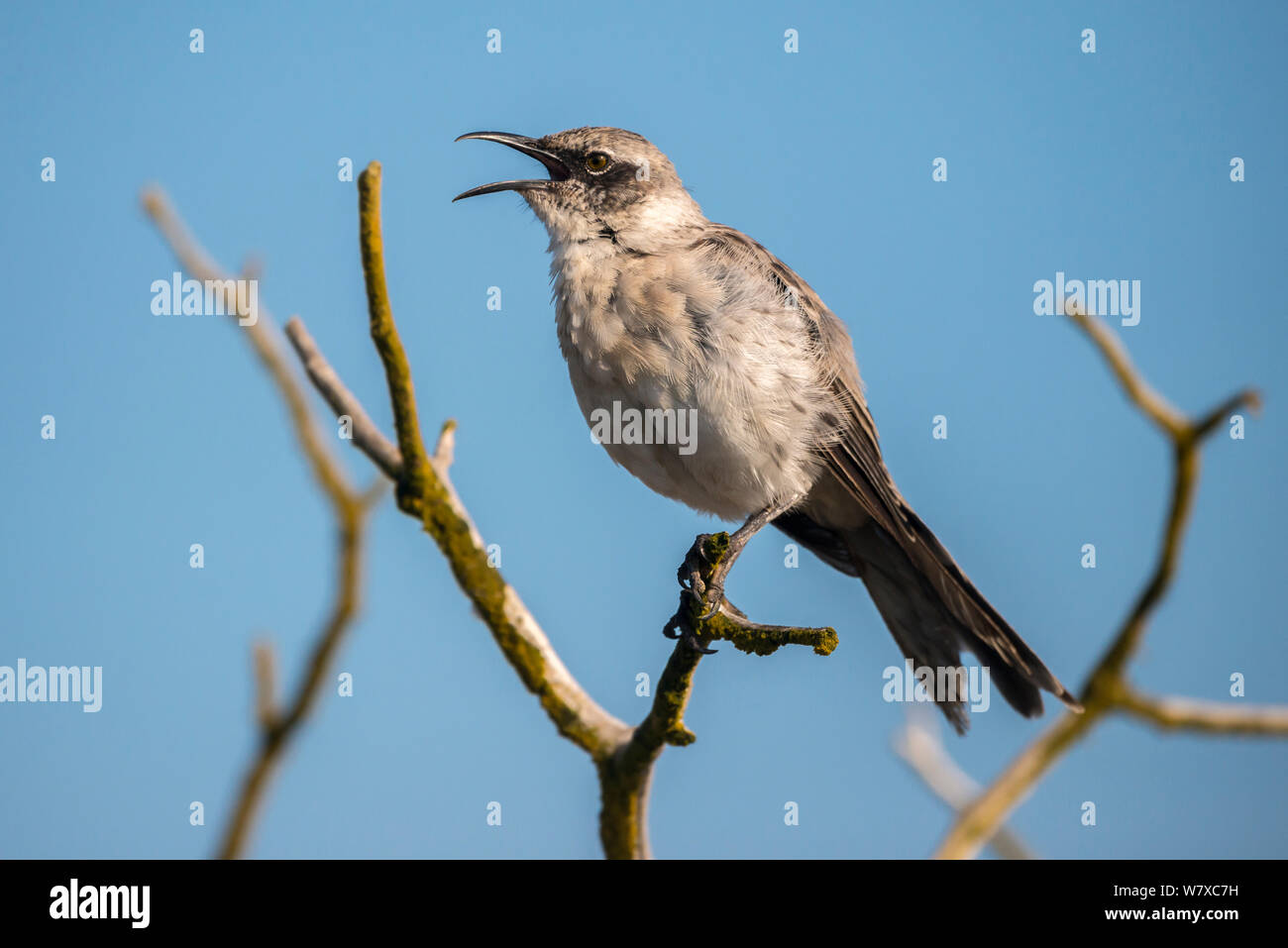 Floreana mockingbird hi-res stock photography and images - Alamy