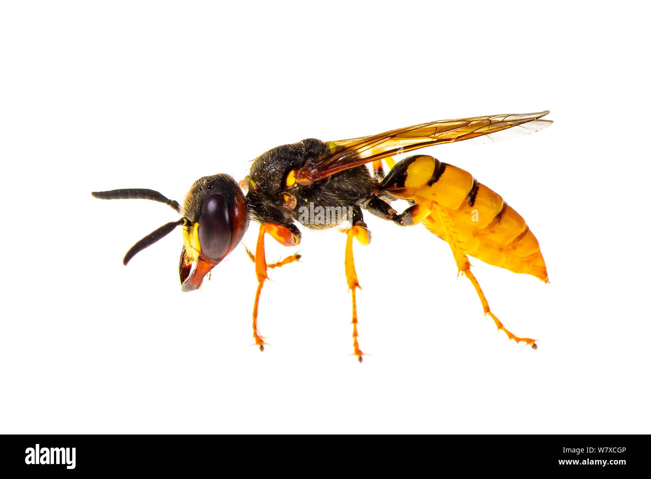 European beewolf (Philanthus triangulum) Corsica, June ...
