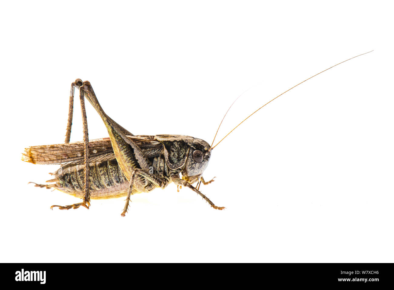 Grey bushcricket hi-res stock photography and images - Alamy
