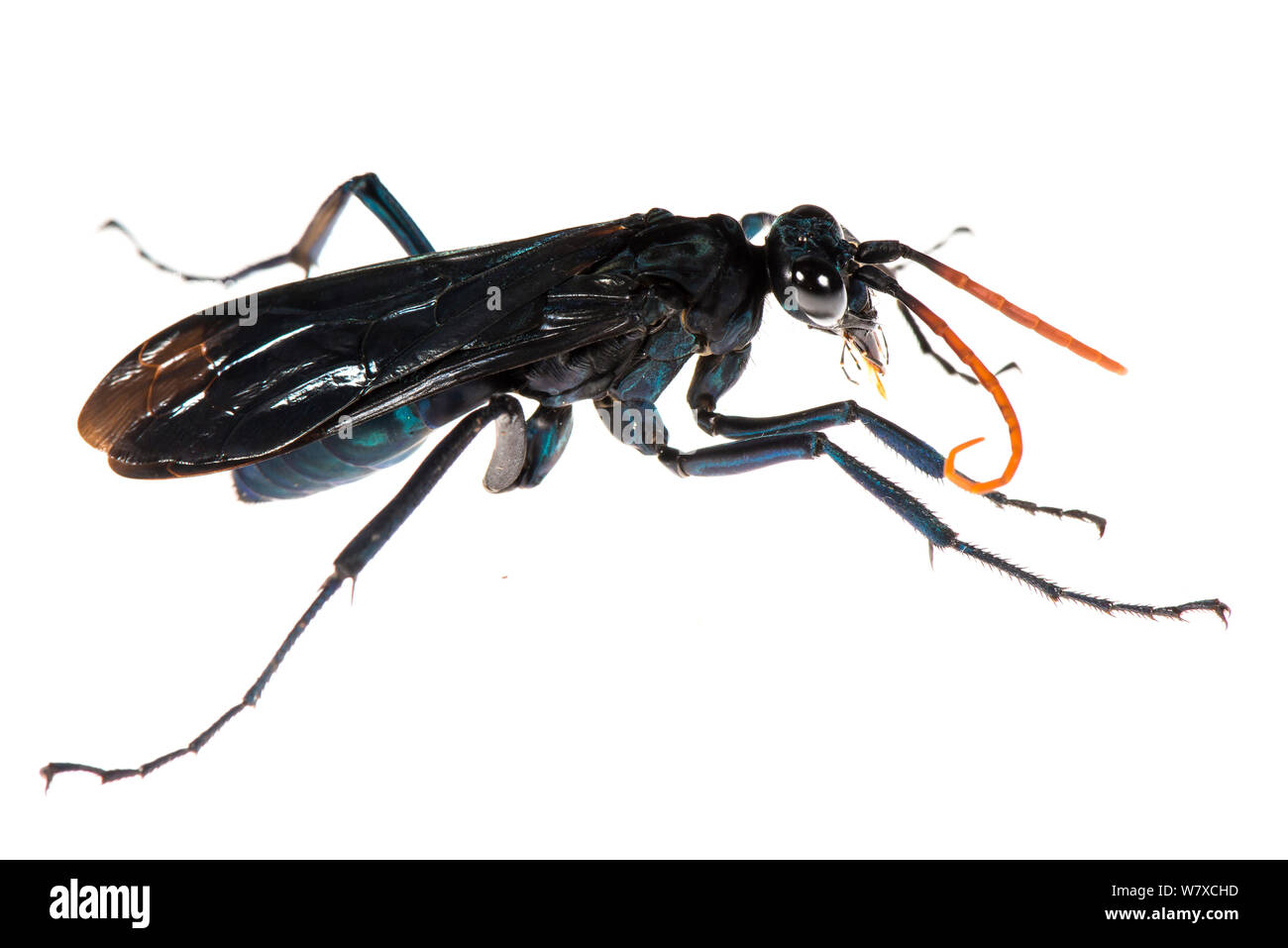 Tarantula hawk spider wasp hi-res stock photography and images - Alamy