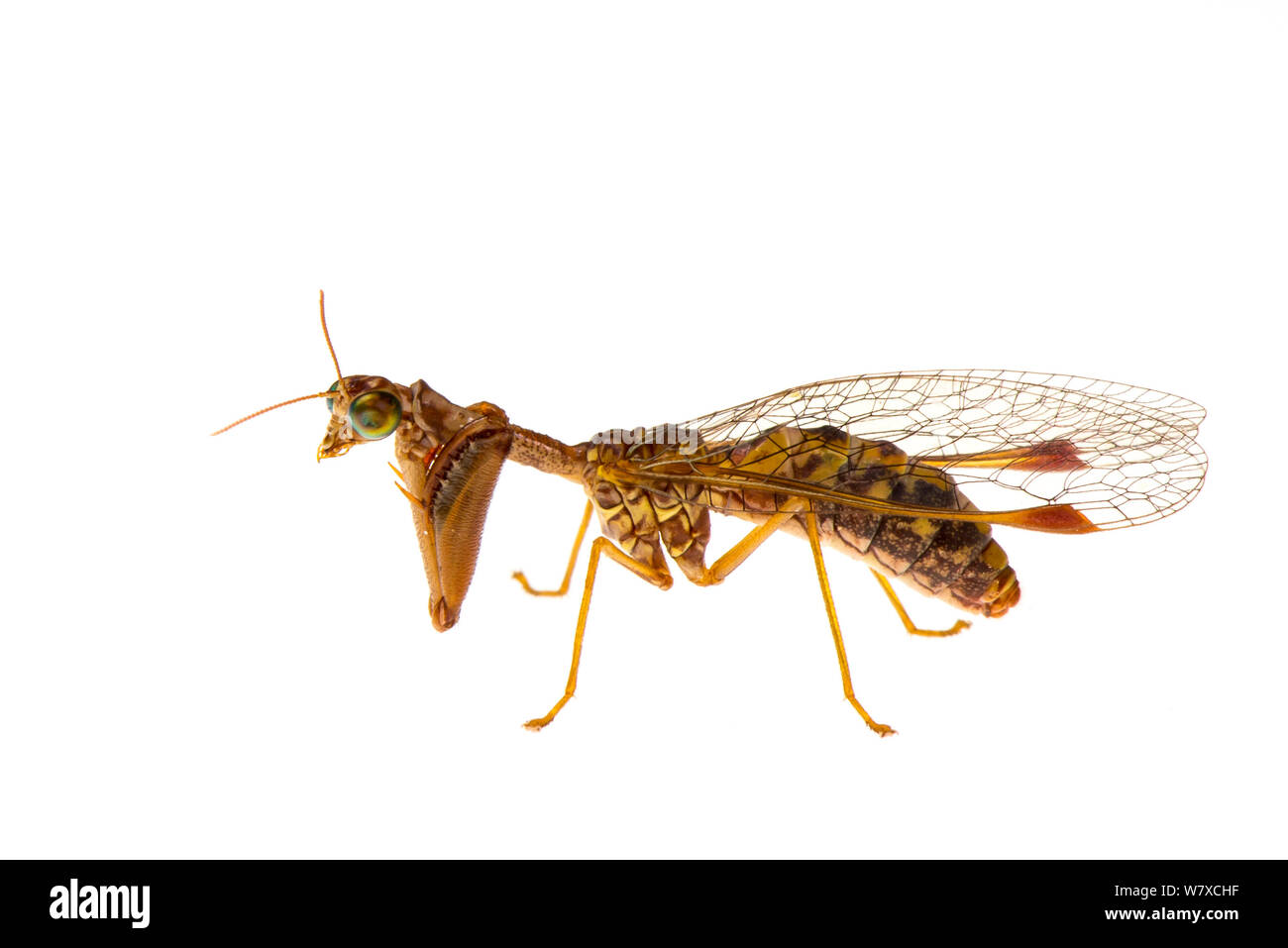 Mantispid lacewing hi-res stock photography and images - Alamy
