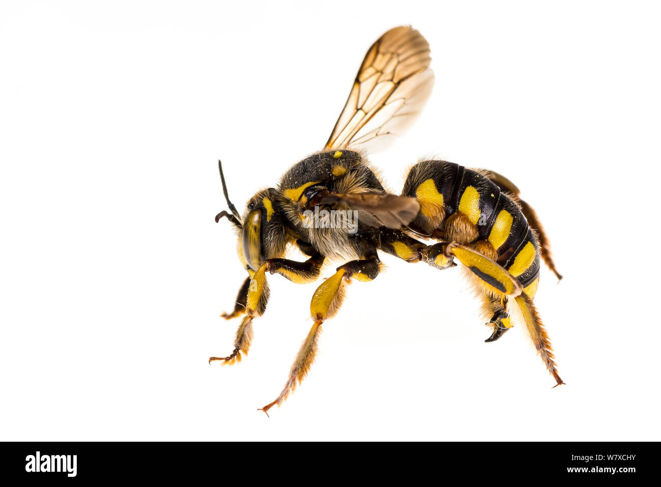 Wool carder bee hi-res stock photography and images - Alamy