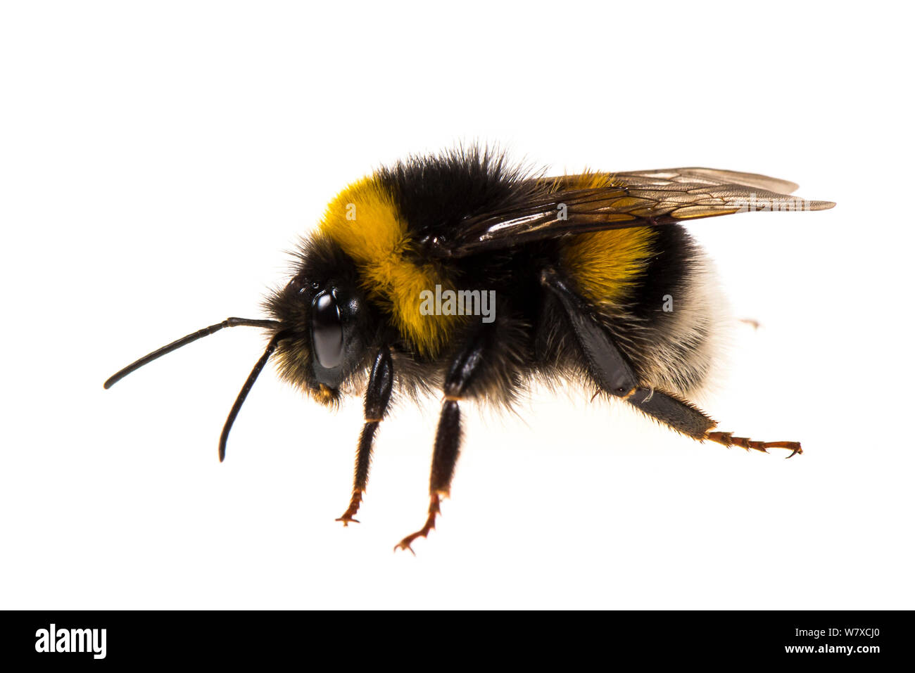 White tailed bumblebee side view Cut Out Stock Images & Pictures - Alamy