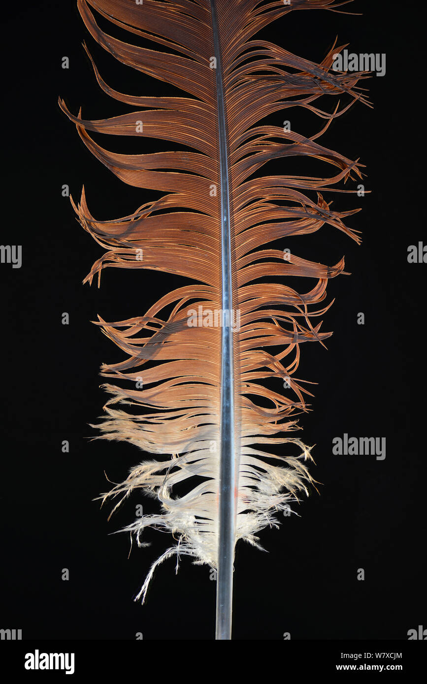 Feather of East African crowned crane (Balearica regulorum Stock Photo ...