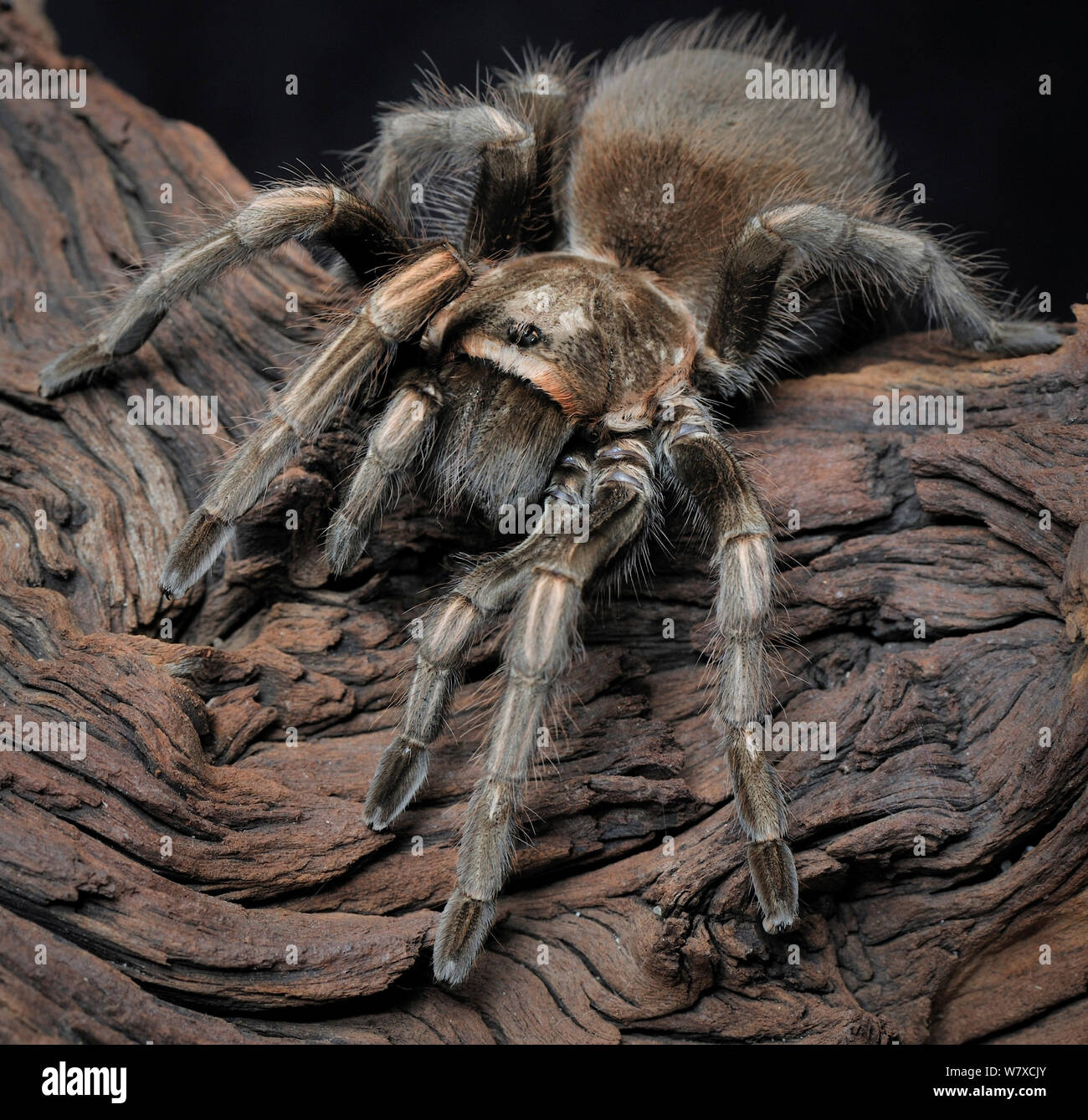Peruvian Blonde tarantula (Lasiodora polycuspulatus), captive female ...
