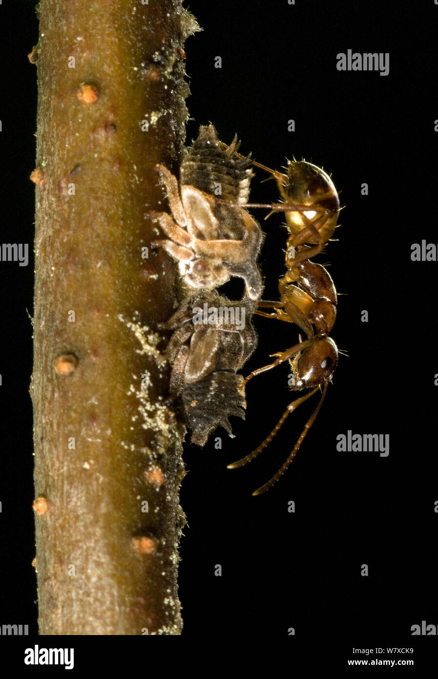 Winter Ants (Prenolepis imparis) tending nymphs of the Two-Marked ...