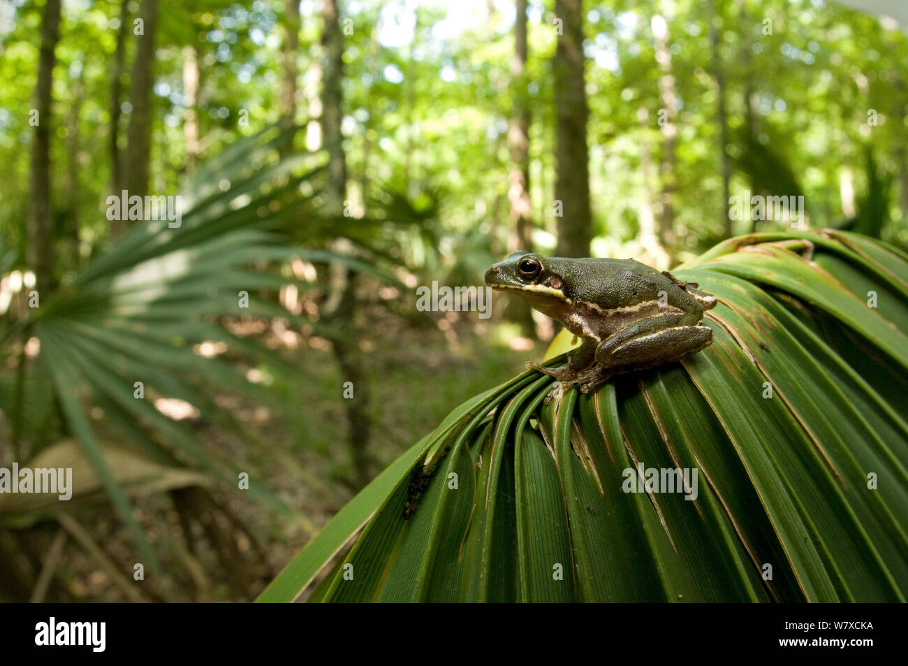 Squirrel Tree Frog (Hyla squirella) sitting on leaf, Jean Lafitte ...