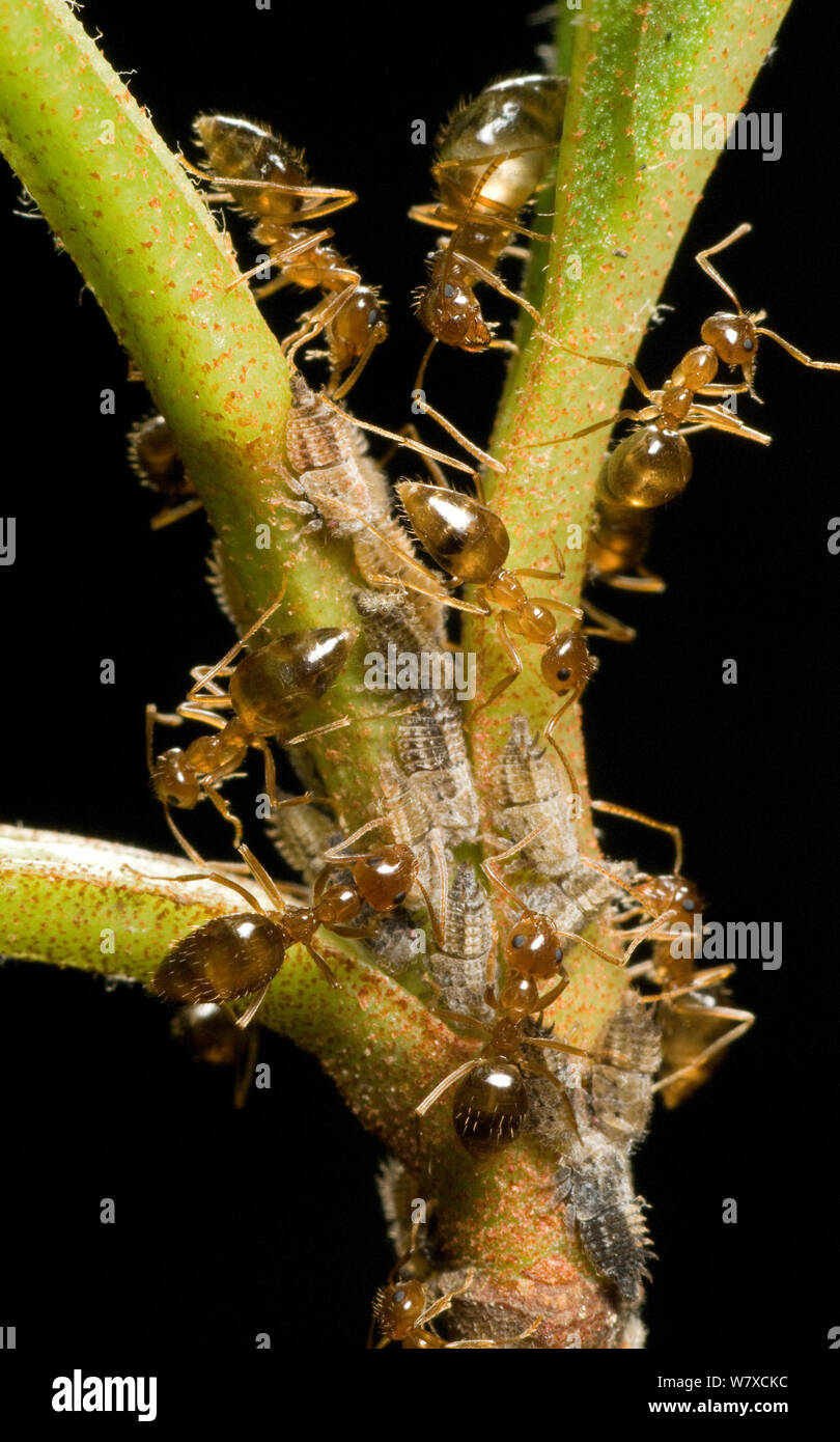 Winter Ants (Prenolepis imparis) tending nymphs of the Two-Marked ...