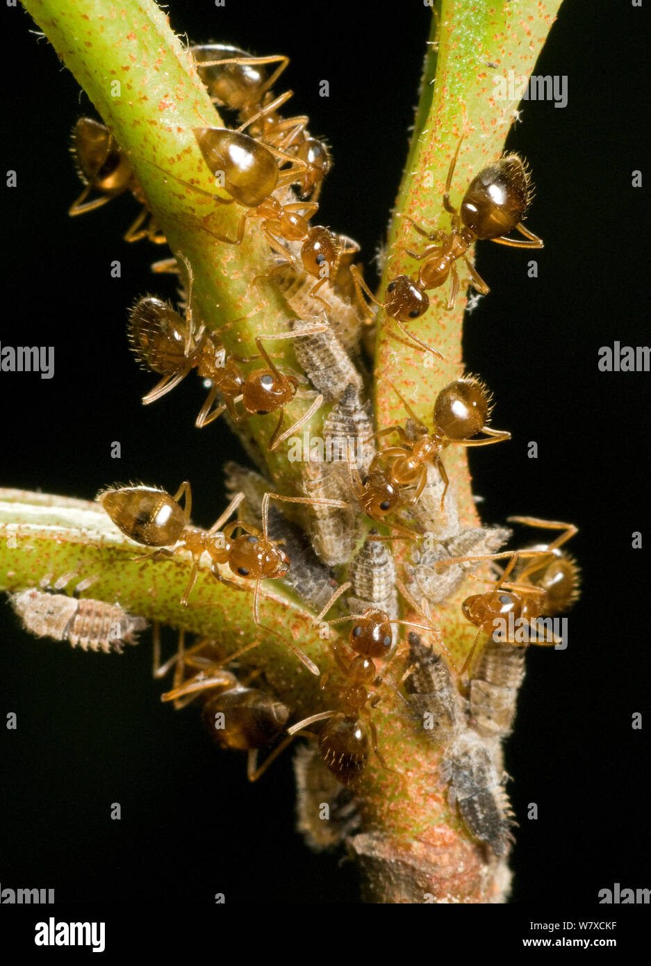 Winter Ants (Prenolepis imparis) tending nymphs of the Two-Marked ...