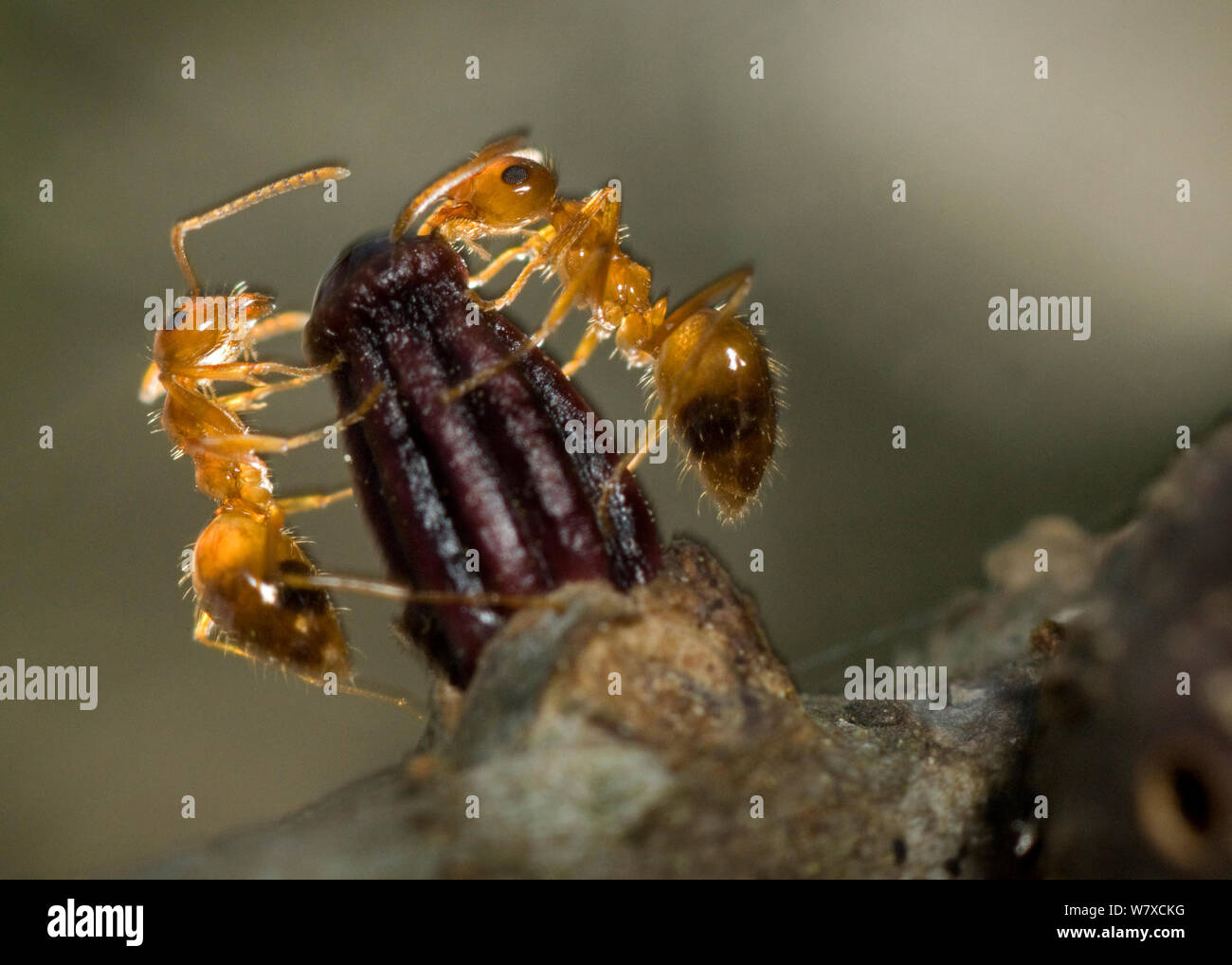 Winter Ants (Prenolepis imparis) feeding on secretions from ...