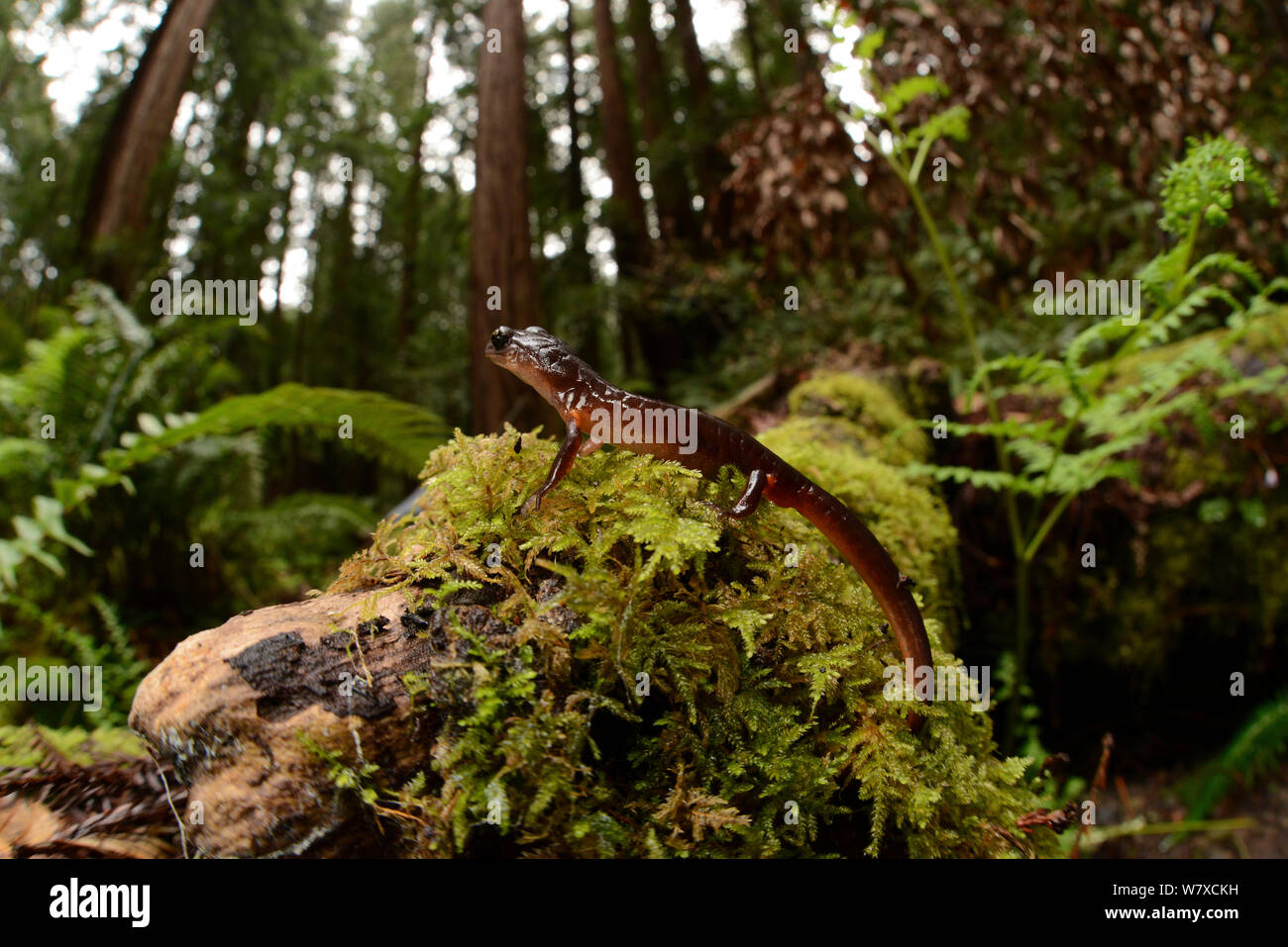 Ensatina salamander (Ensatina eschscholtzii) in habitat, Muir Woods ...