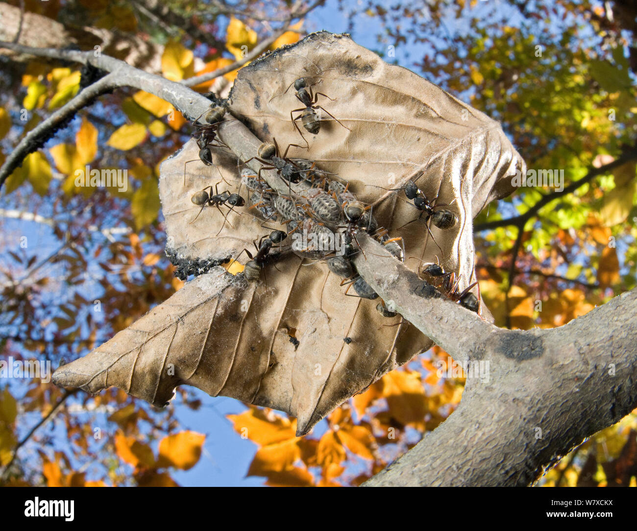 Carpenter Ants (Camponotus pennsylvanicus) guarding Beech Blight Aphids ...
