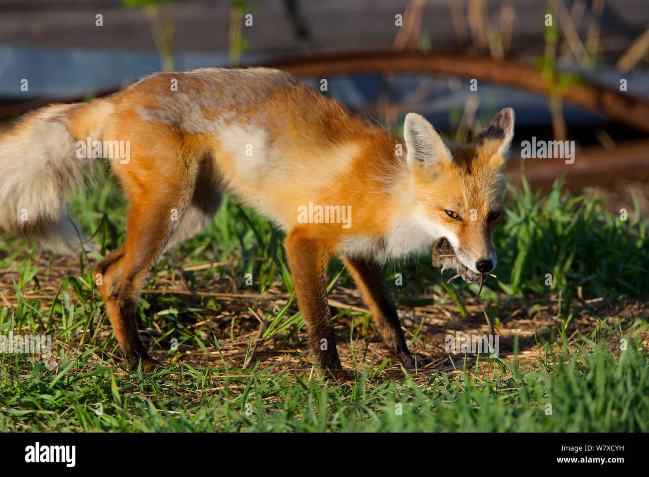 North American Red fox (Vulpes vulpes) returning to den with rodent ...