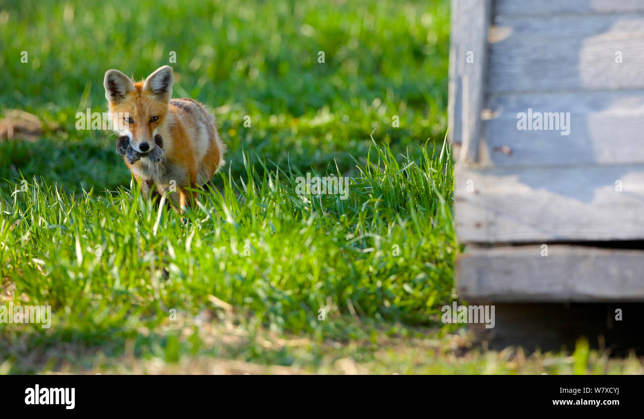 Fox with cubs and prey hi-res stock photography and images - Alamy