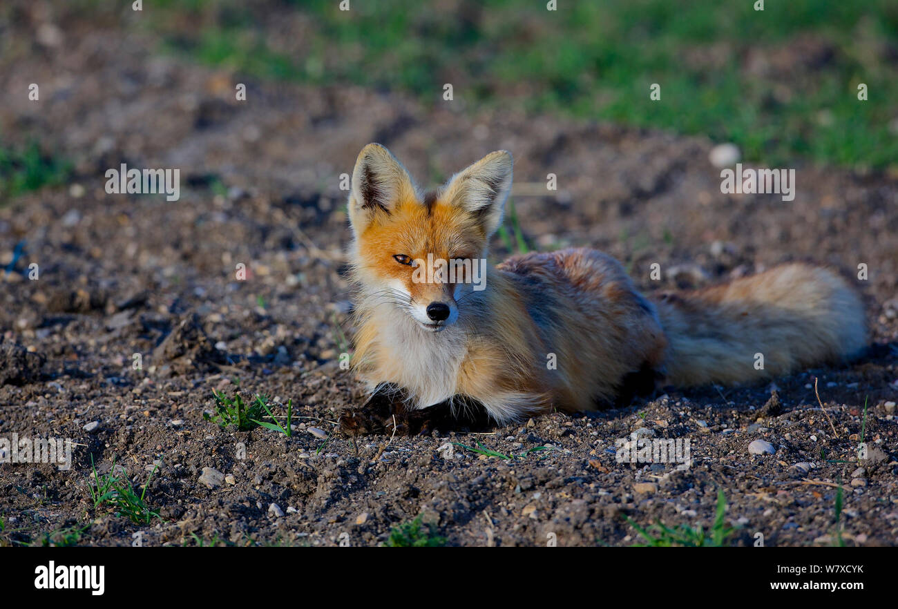 North American Red fox (Vulpes vulpes) on farmland near den site ...