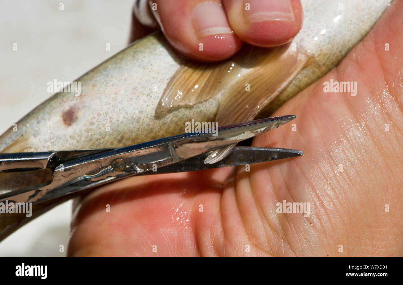 Sandfish hi-res stock photography and images - Alamy