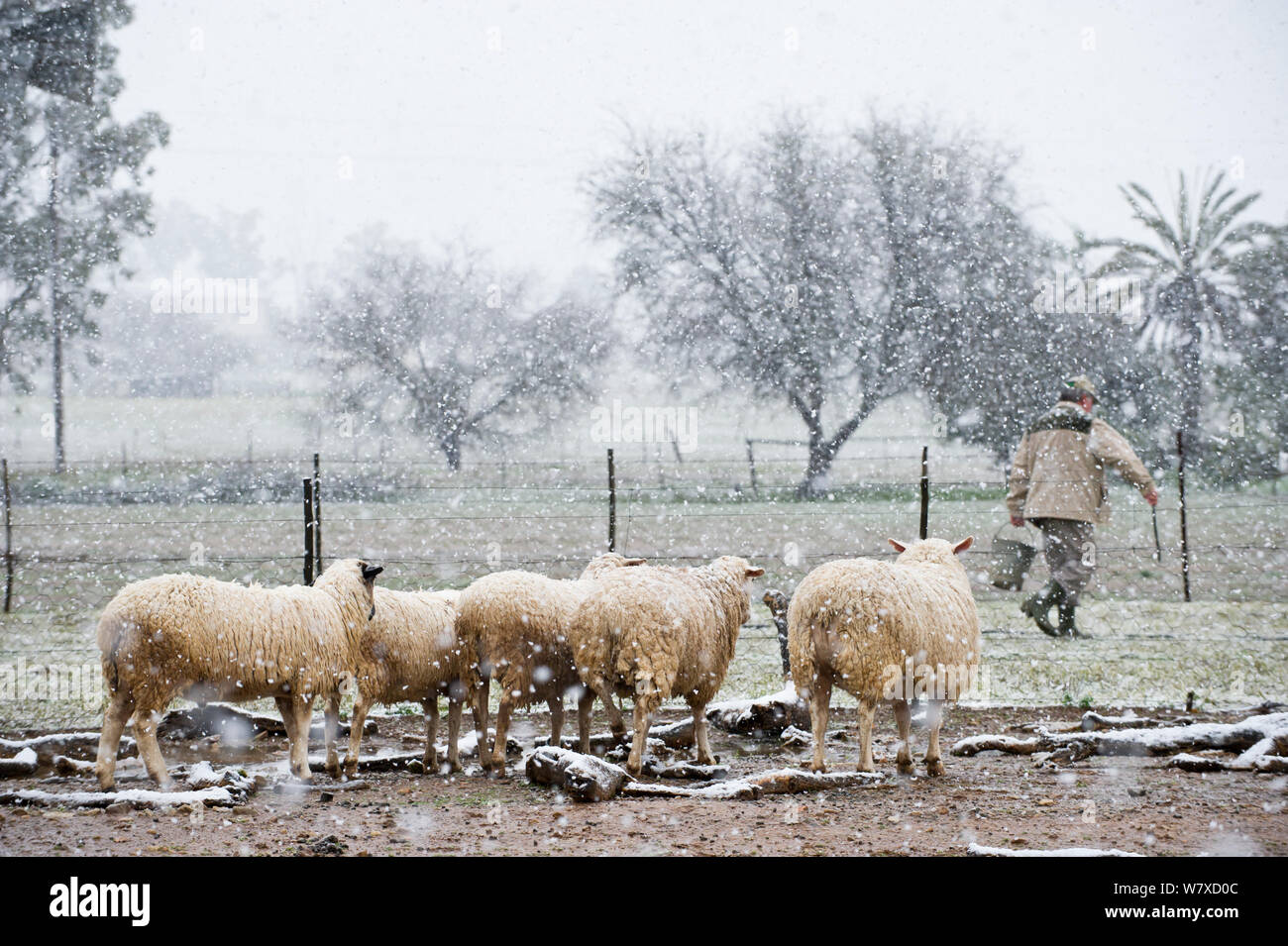Sheep in the snow on a farm in Nieuwoudtville, the first snow in this ...