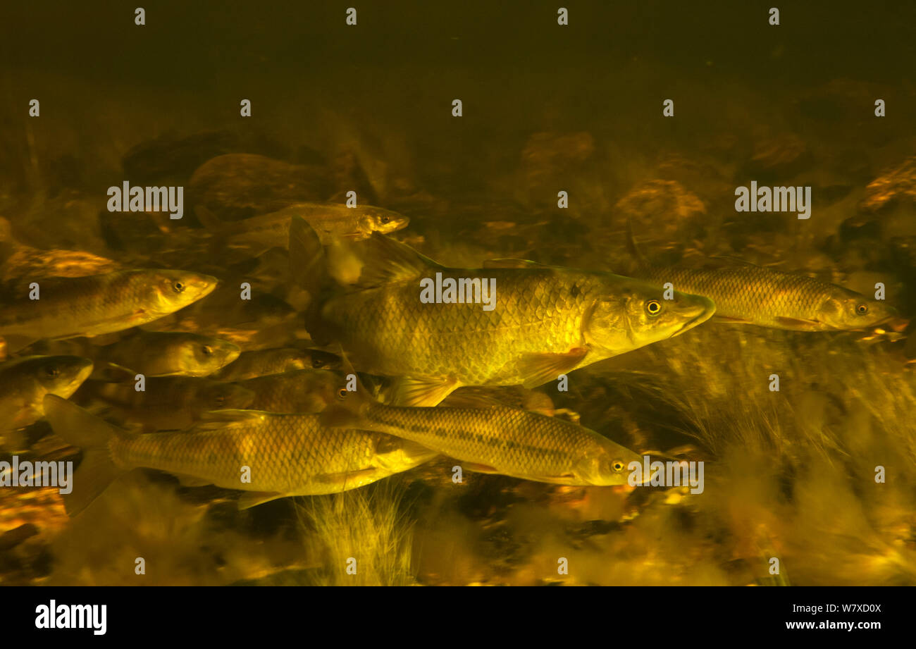 Sawfin fish hi-res stock photography and images - Alamy