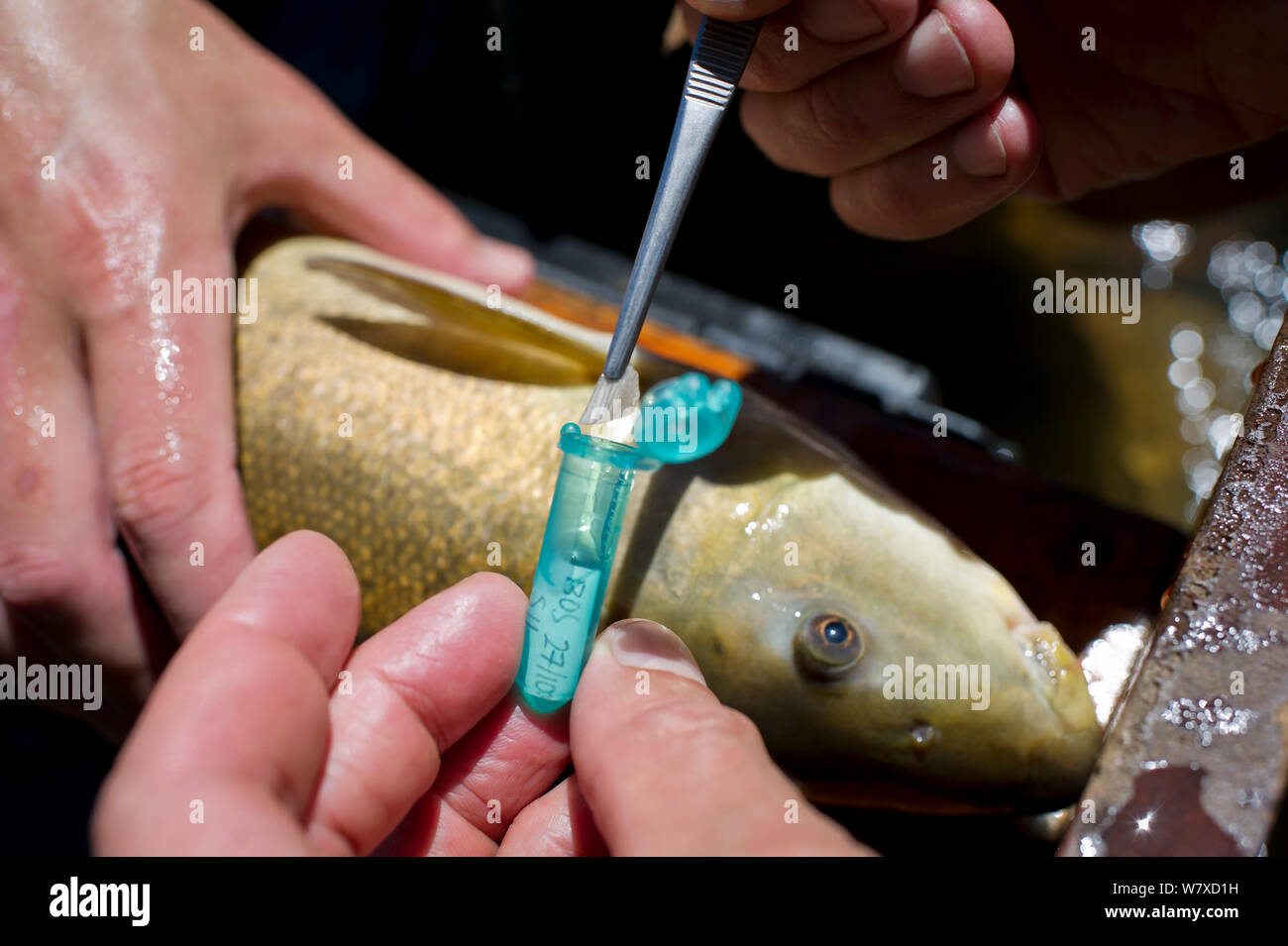 Sandfish hi-res stock photography and images - Alamy