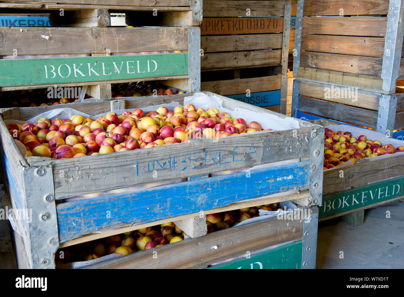 Nectarine plant container hi-res stock photography and images - Alamy