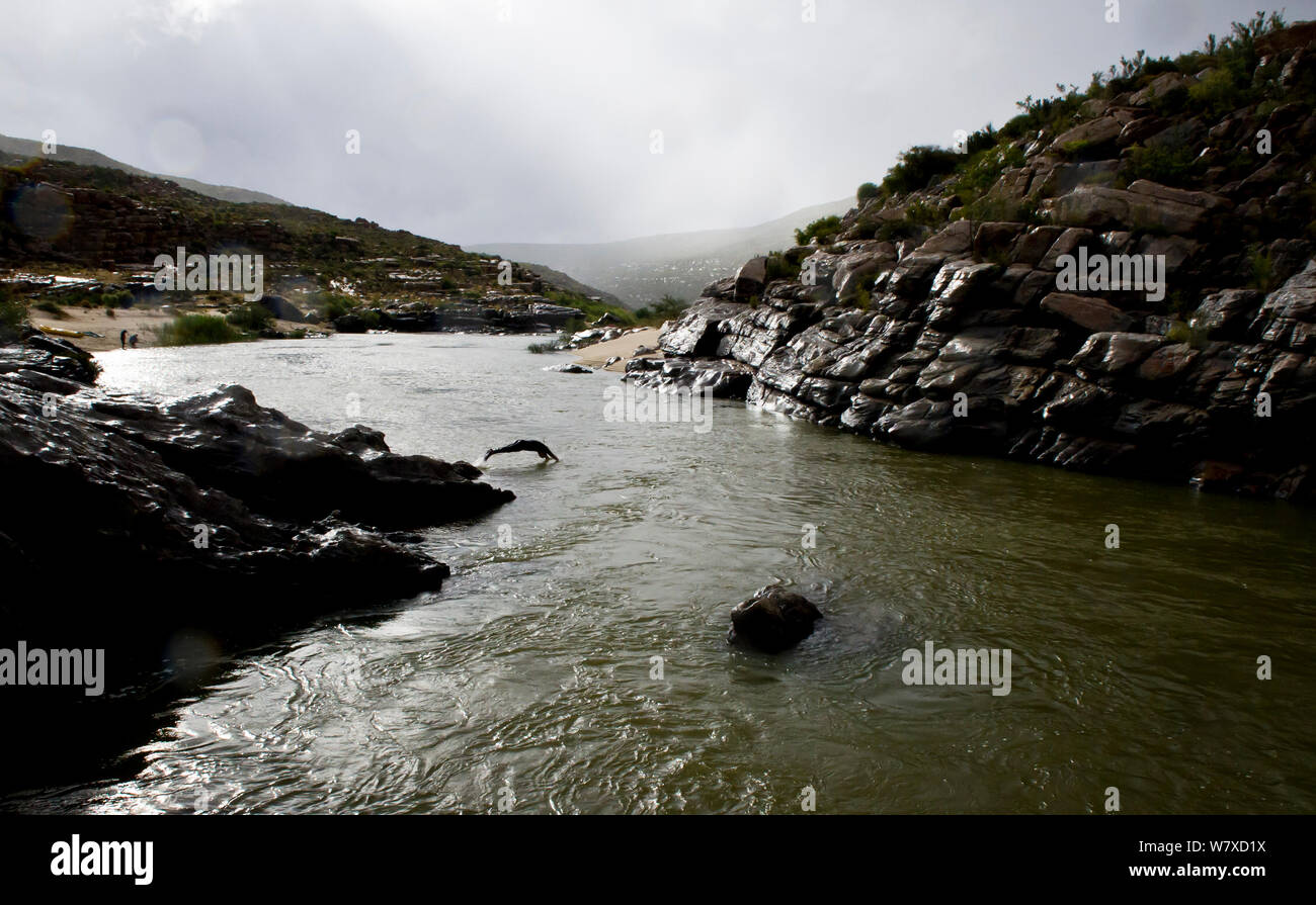 Ecologist Alwyn Lubber diving into the Doring River before setting a ...