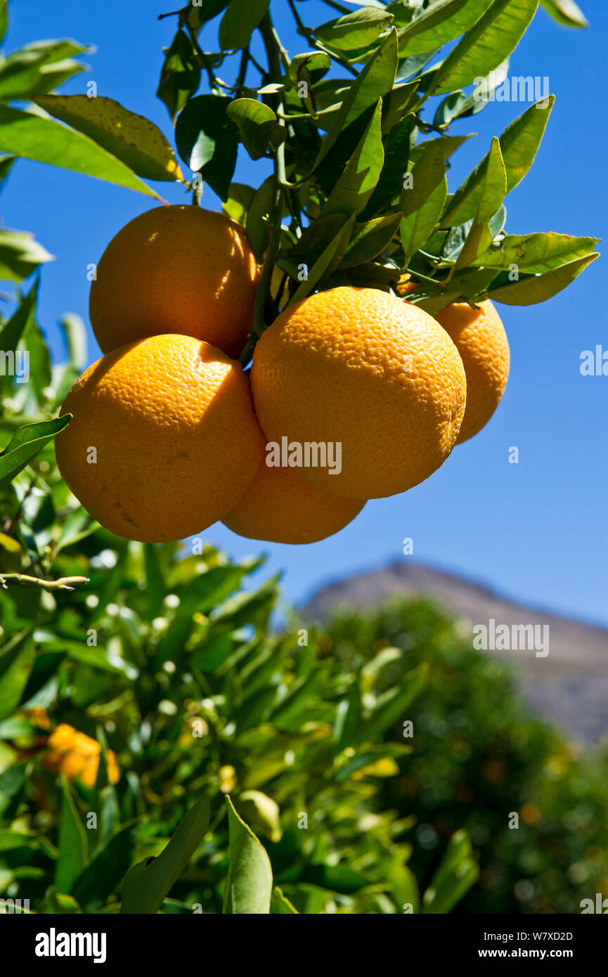 Africa orange citrus hi-res stock photography and images - Alamy