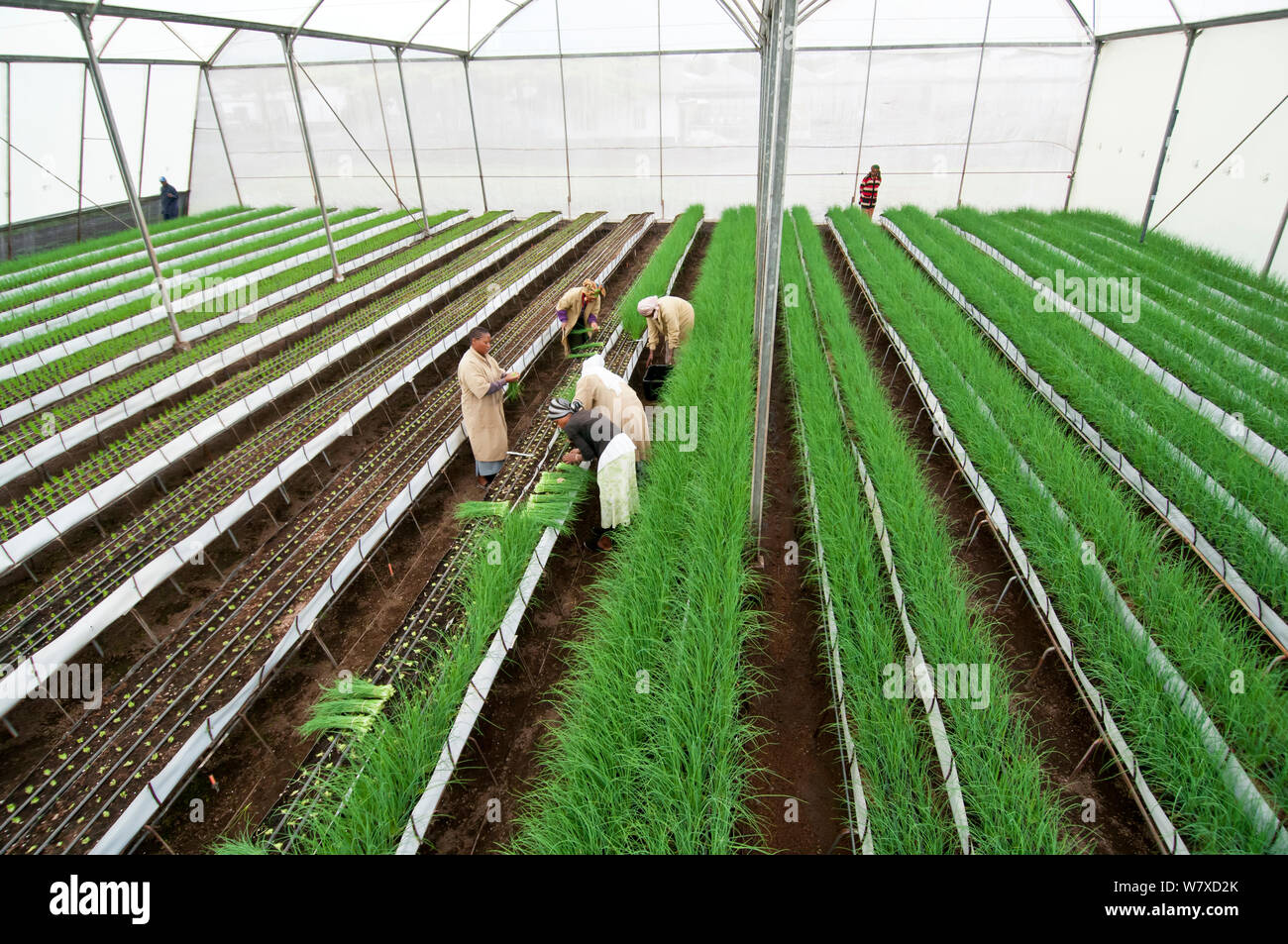 Women harvesting Chives (Allium schoenoprasum) in greenhouse on ...